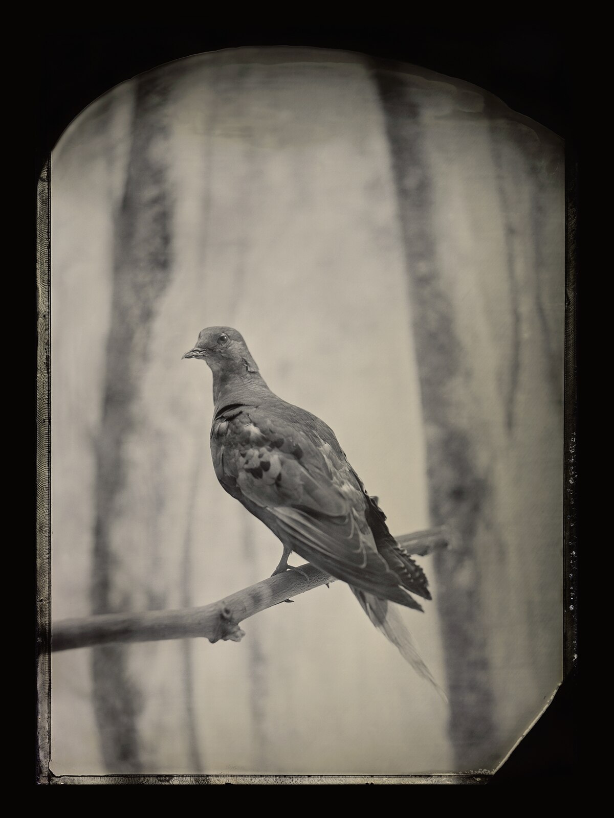 Century After Extinction, Passenger Pigeons Remain Iconic—And ...