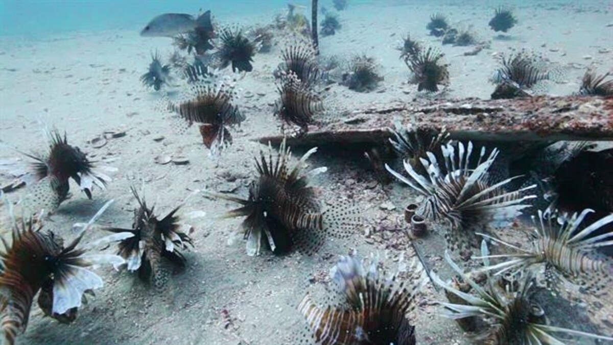 This Beautiful But Destructive Fish Is Resorting to Cannibalism ...