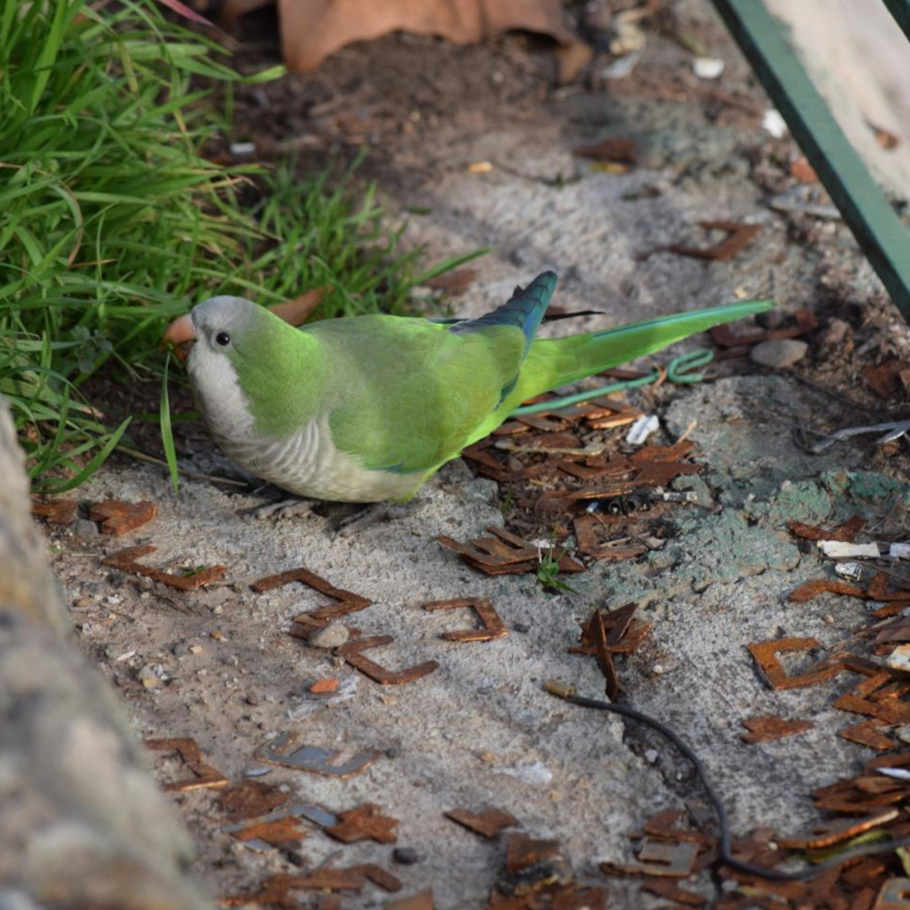 How Big Are Quaker Parrots