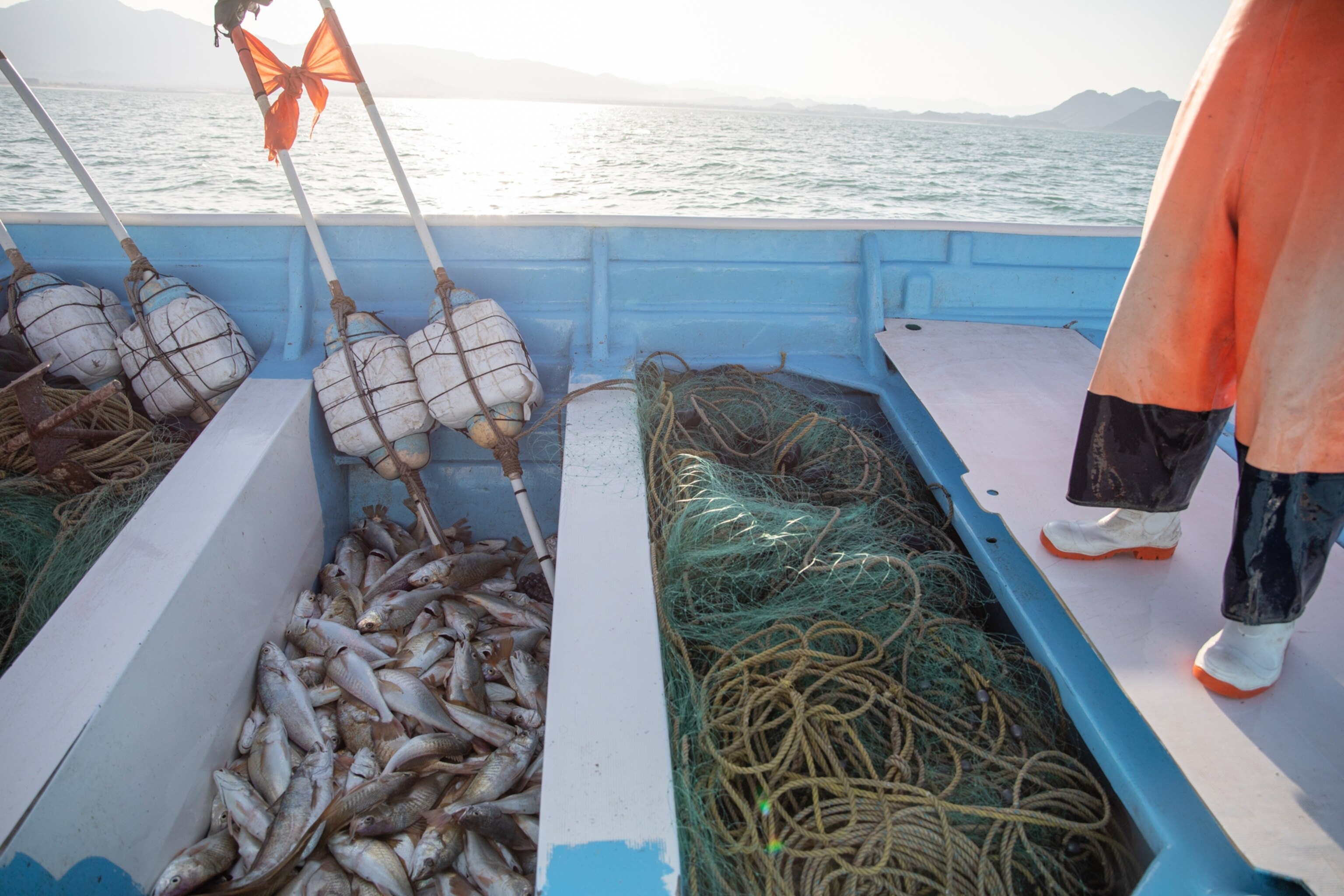 The high-stakes quest to save a behemoth, croaking fish