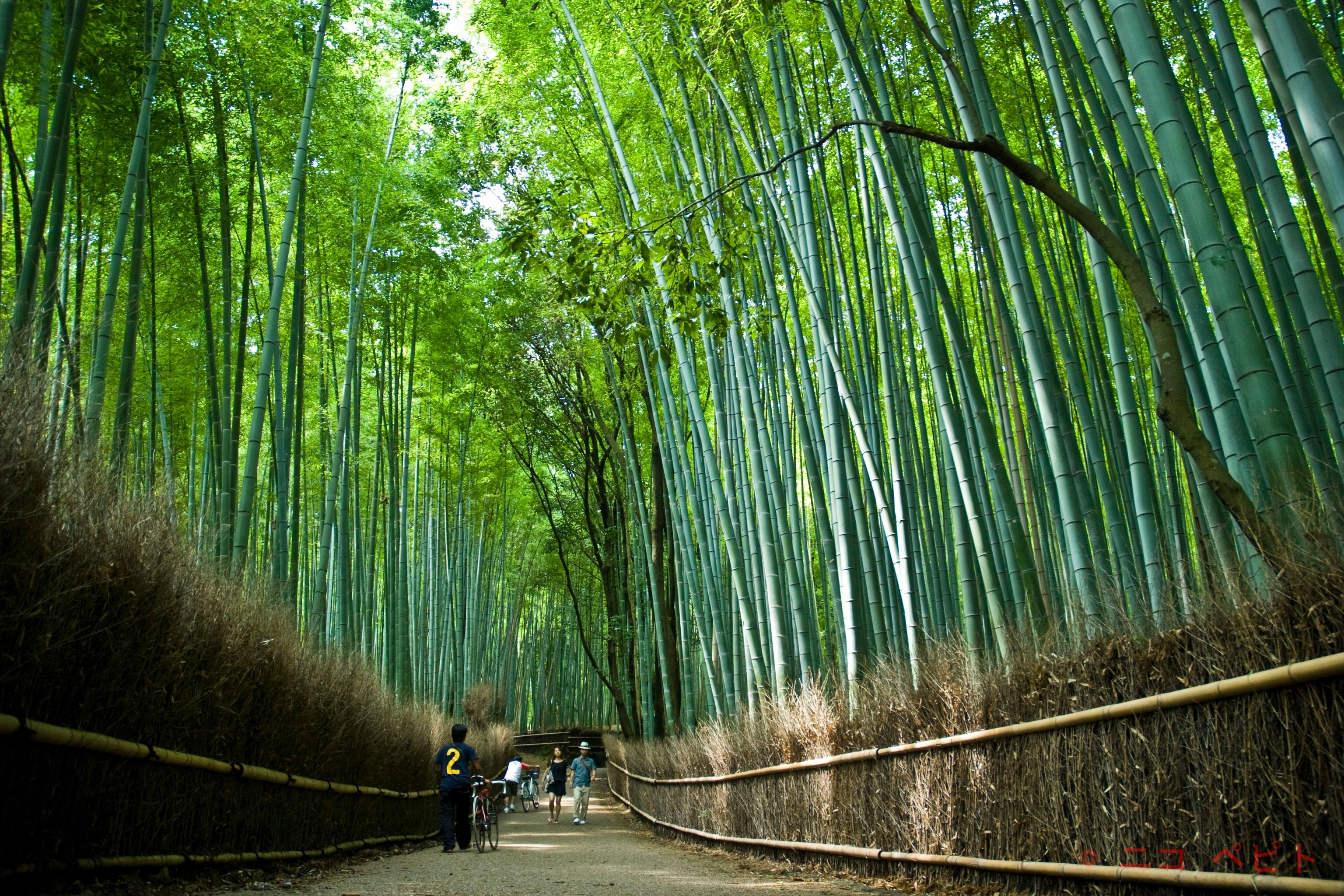Your Japan Photos -- National Geographic Travel