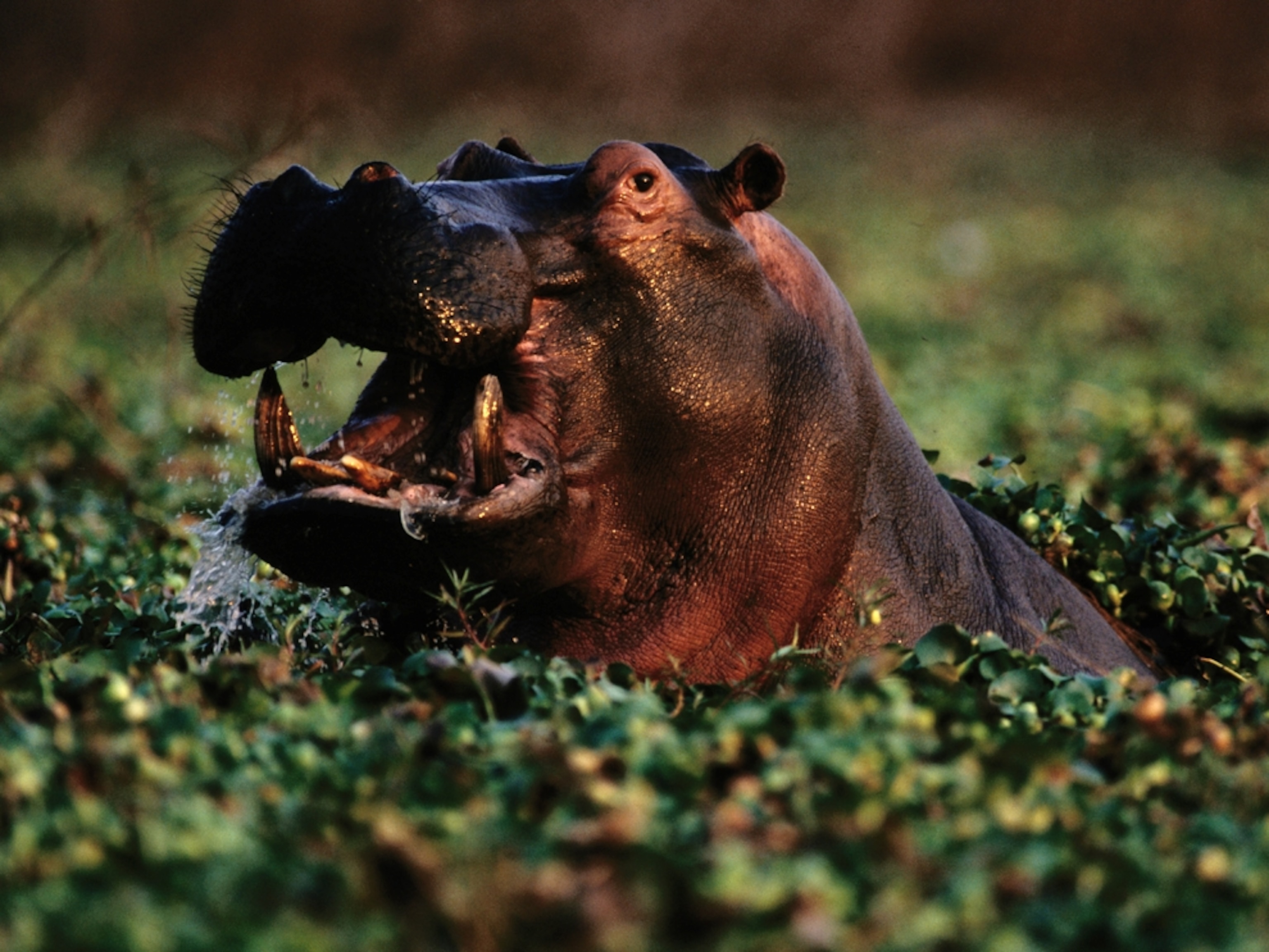 Aquatic Species Photos -- National Geographic