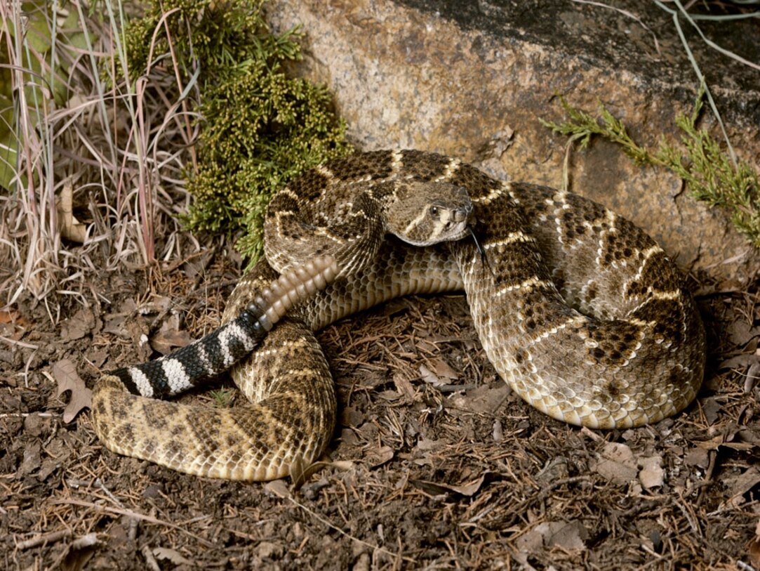 Rattlesnake Striking