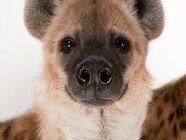 Top 137 Which Animals Have Spots On Their Body Inoticia