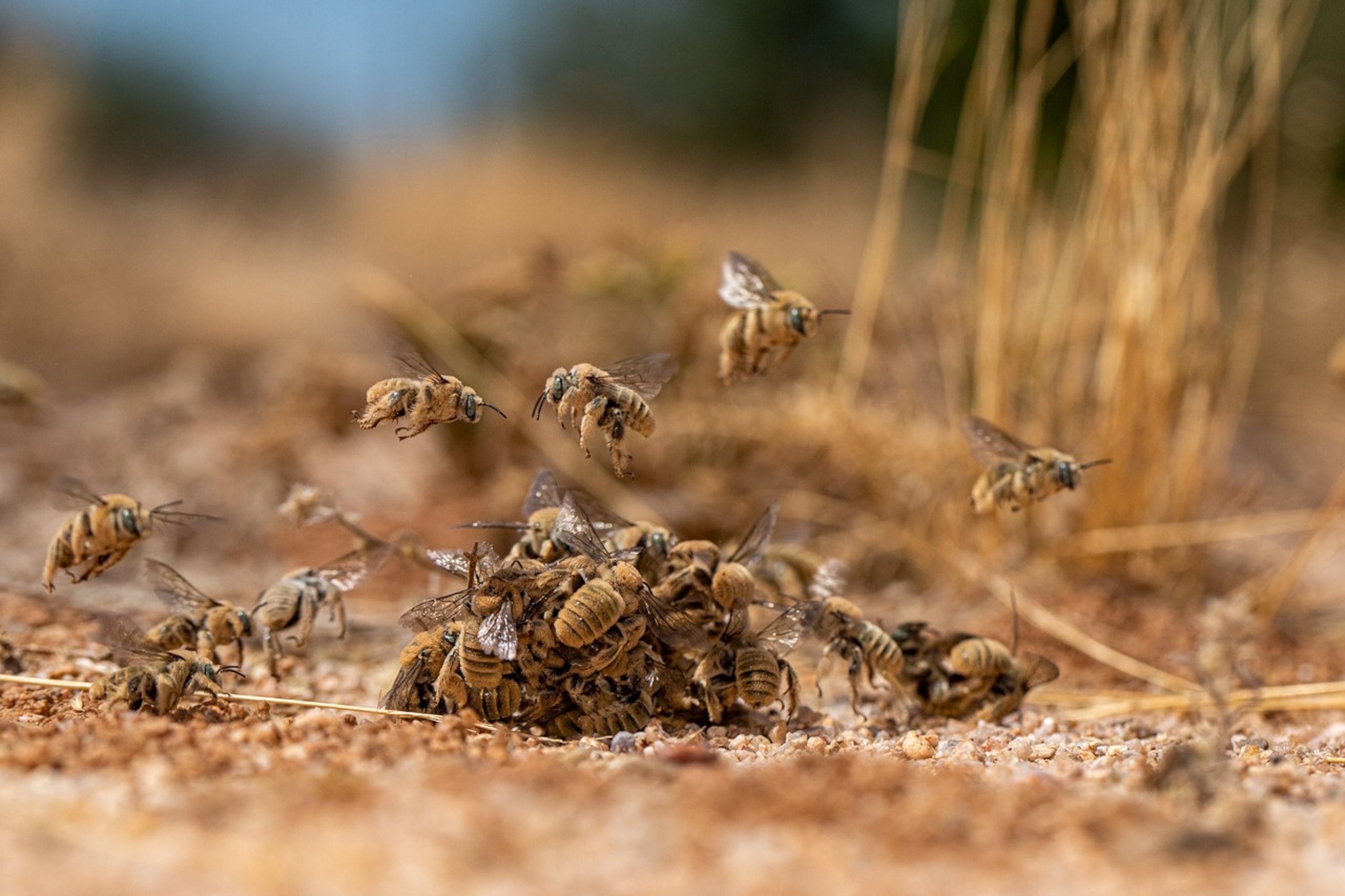 This desert valley is home to 500 bee species, a world record