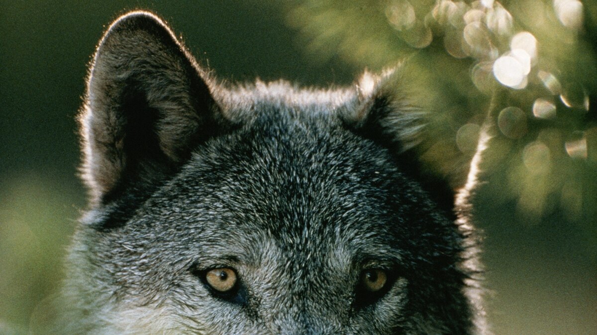Wolves Identified by Unique Howls, May Help Rare Species | National ...