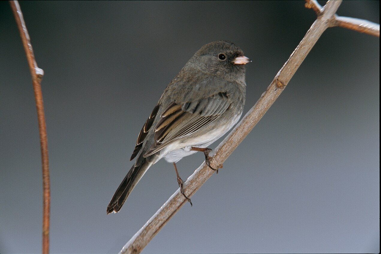 Yellow Eyed Junco