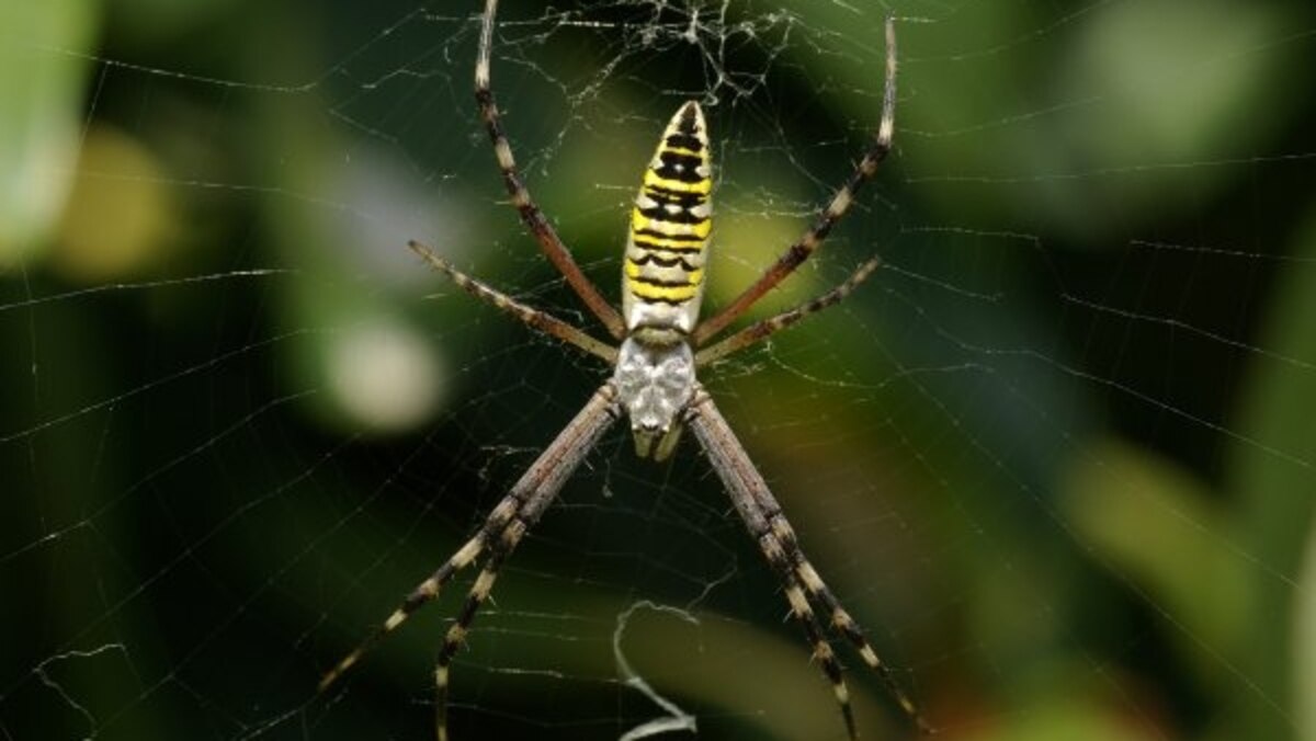 Wasp spiders won’t let their sisters eat them after sex | National ...