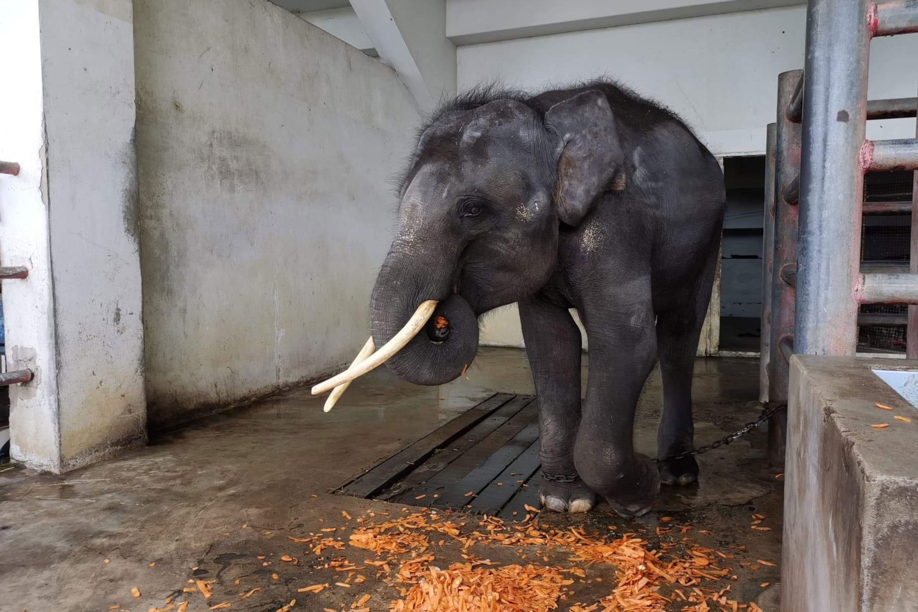 Gluay Hom the Thai elephant begins a new life of freedom
