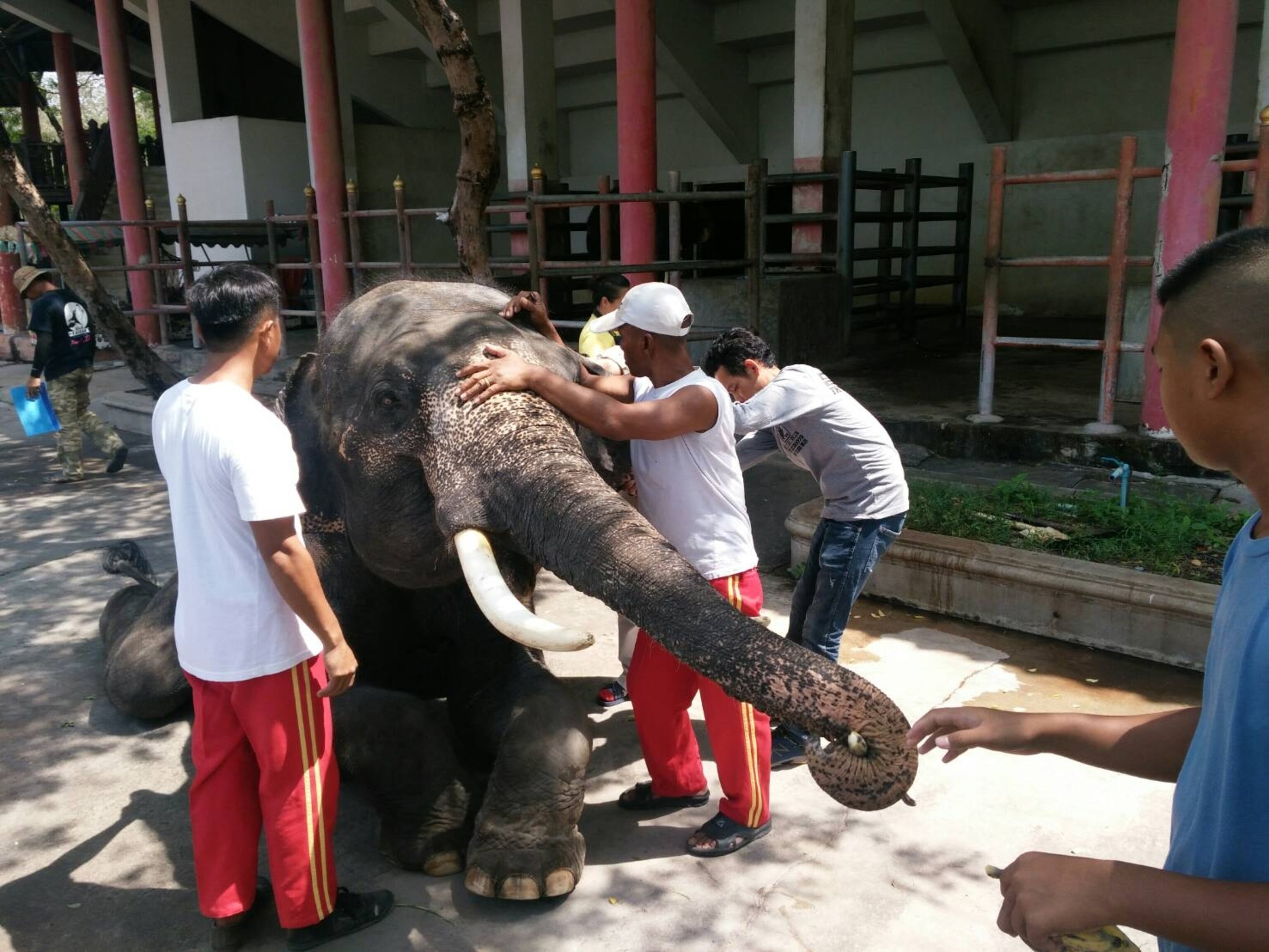 Gluay Hom the elephant’s plight sparked outrage. Here’s an update.