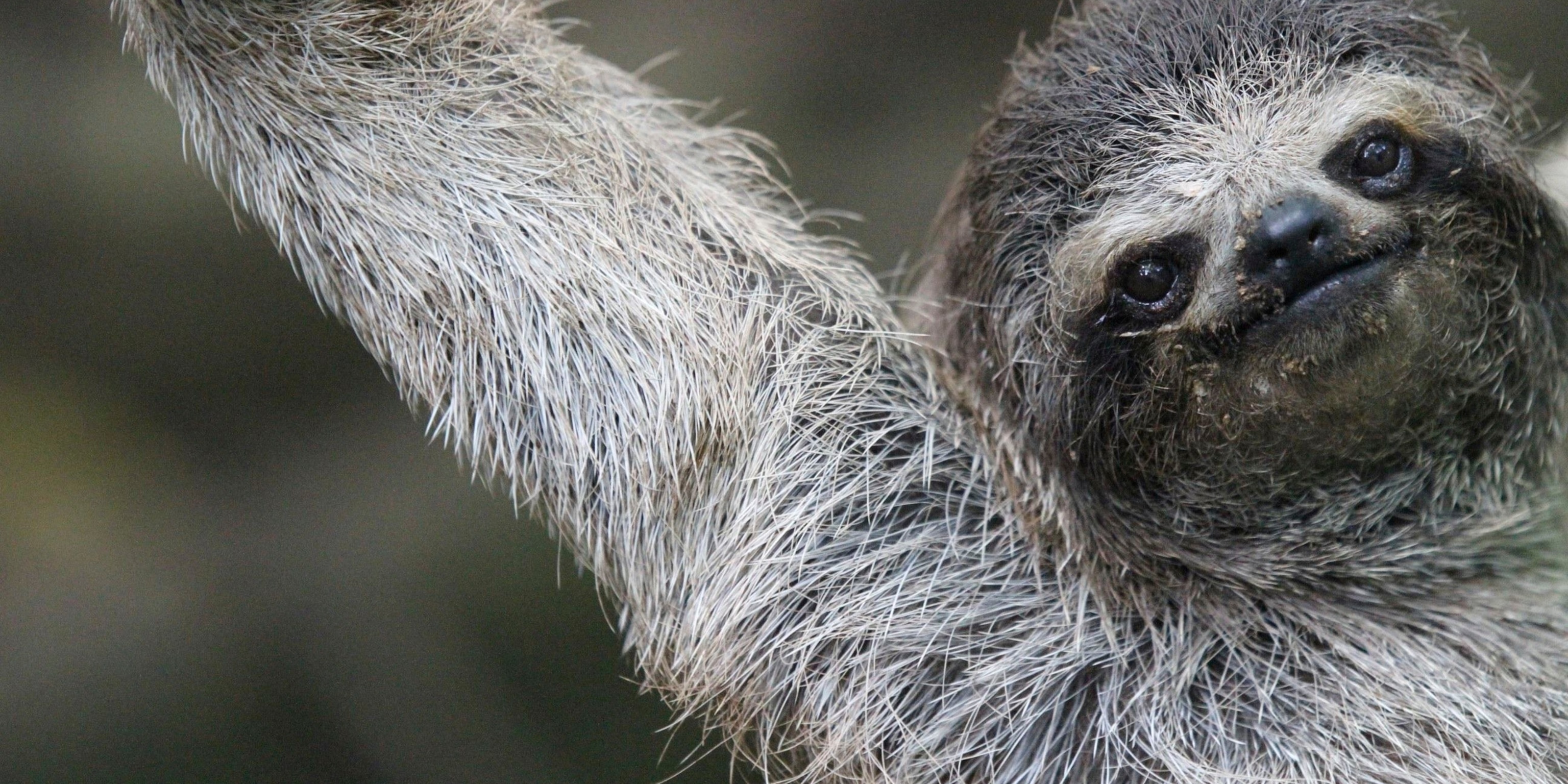 Three Toed Sloth Teeth