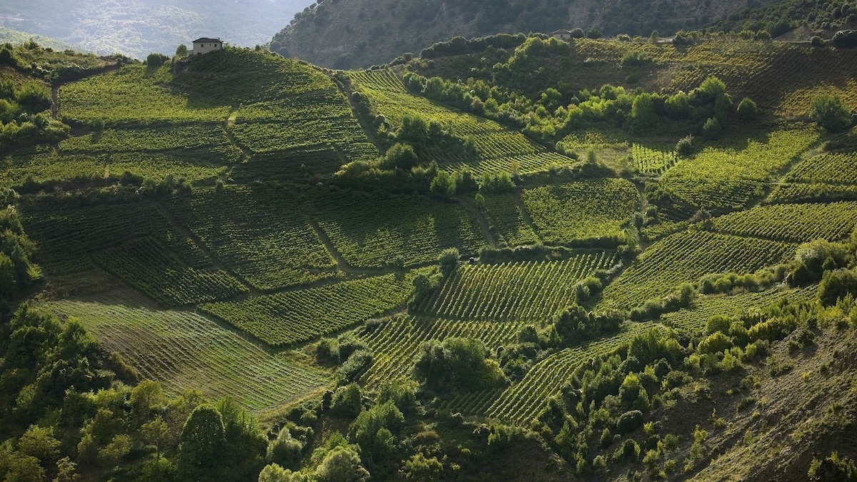 Head to the Epirus route to experience the wonders of Greek wine where ...