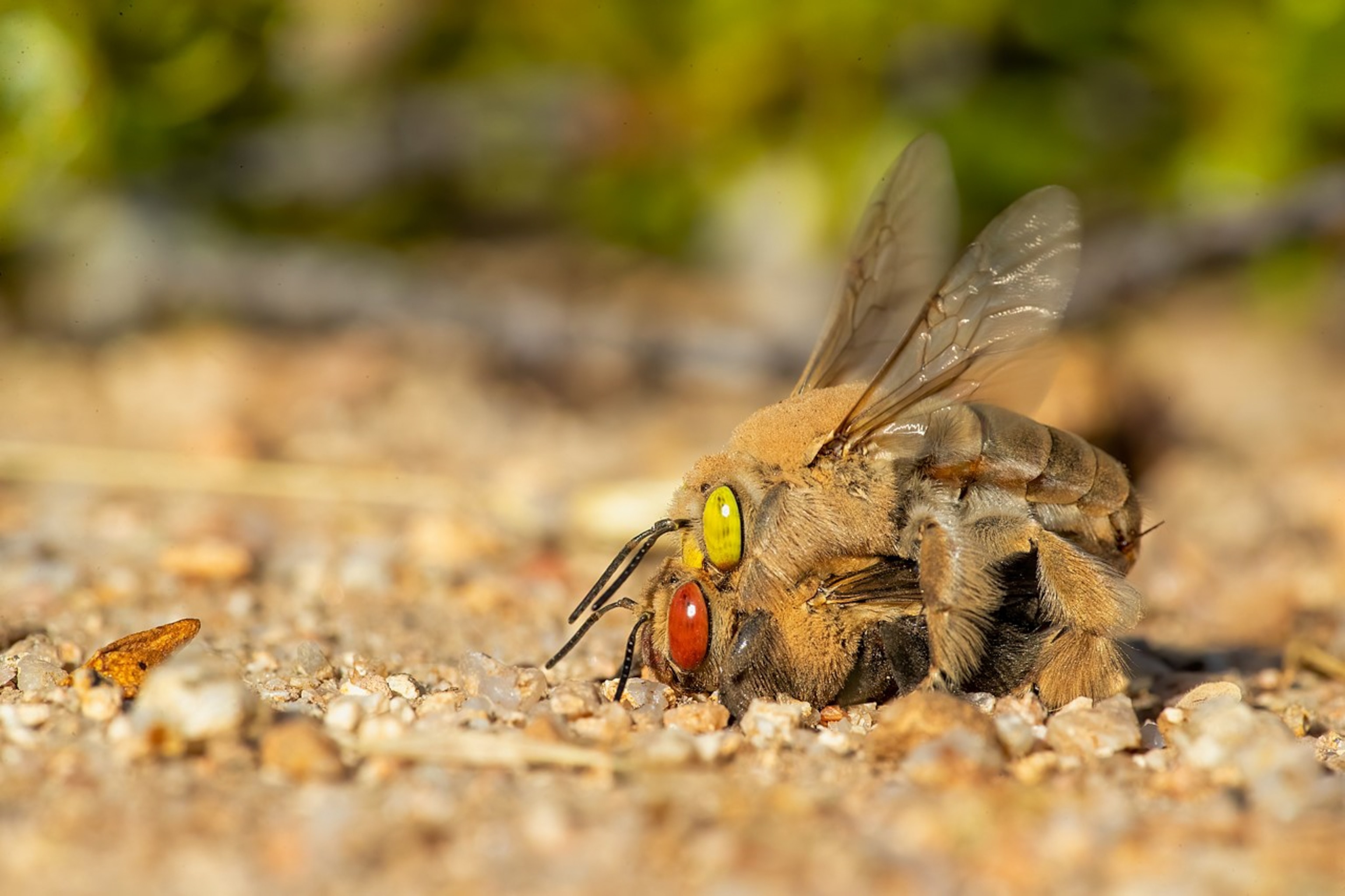 This desert valley is home to 500 bee species, a world record