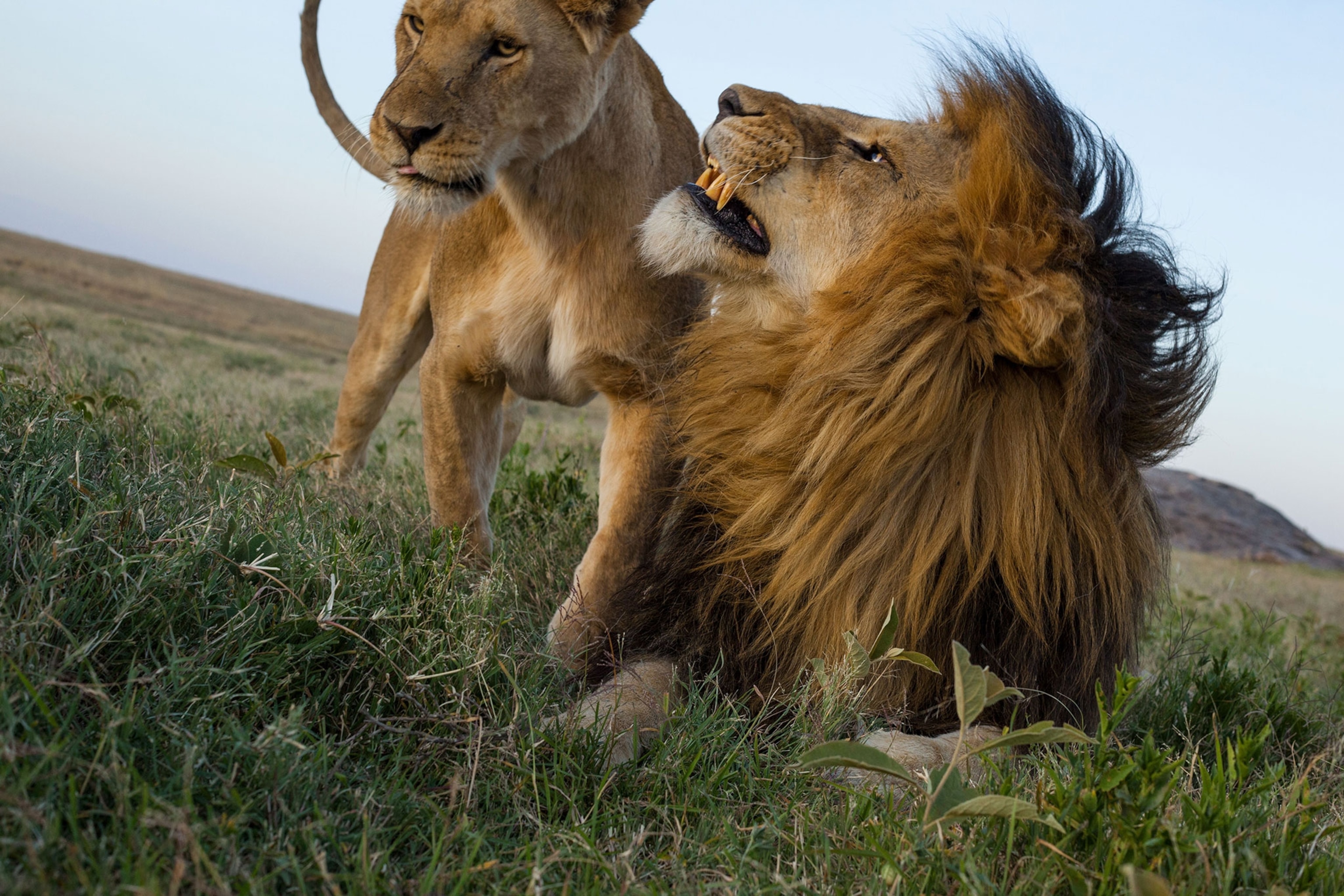 Remembering the African Lion That Defied Death