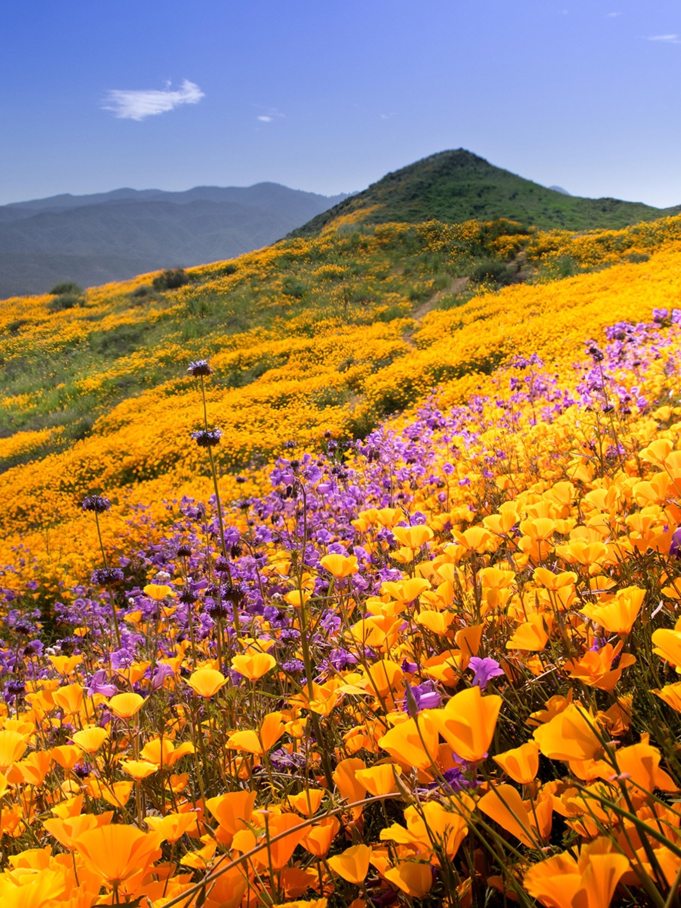 National Geographic Flowers Blooming | Best Flower Site