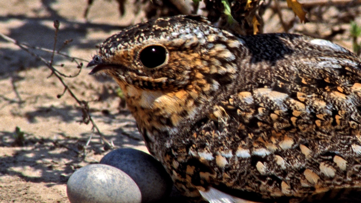 Lesser Nighthawk | National Geographic | National Geographic