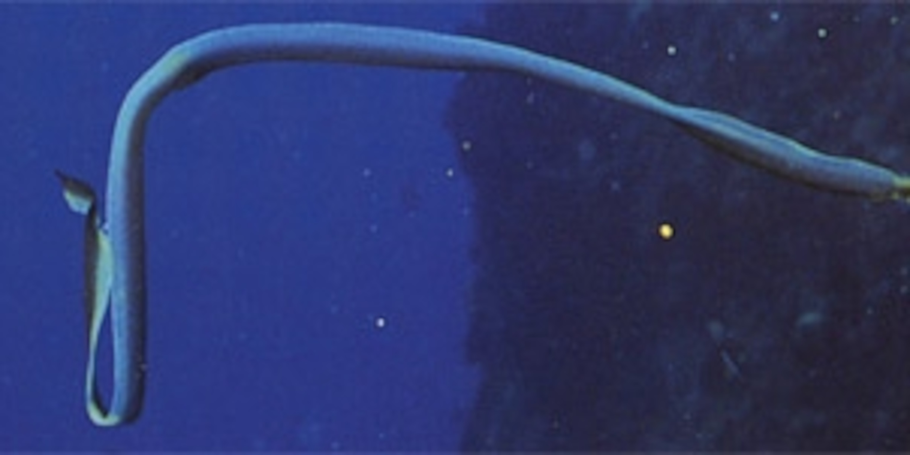 Three groups of fish are actually the males, females and larvae of one ...