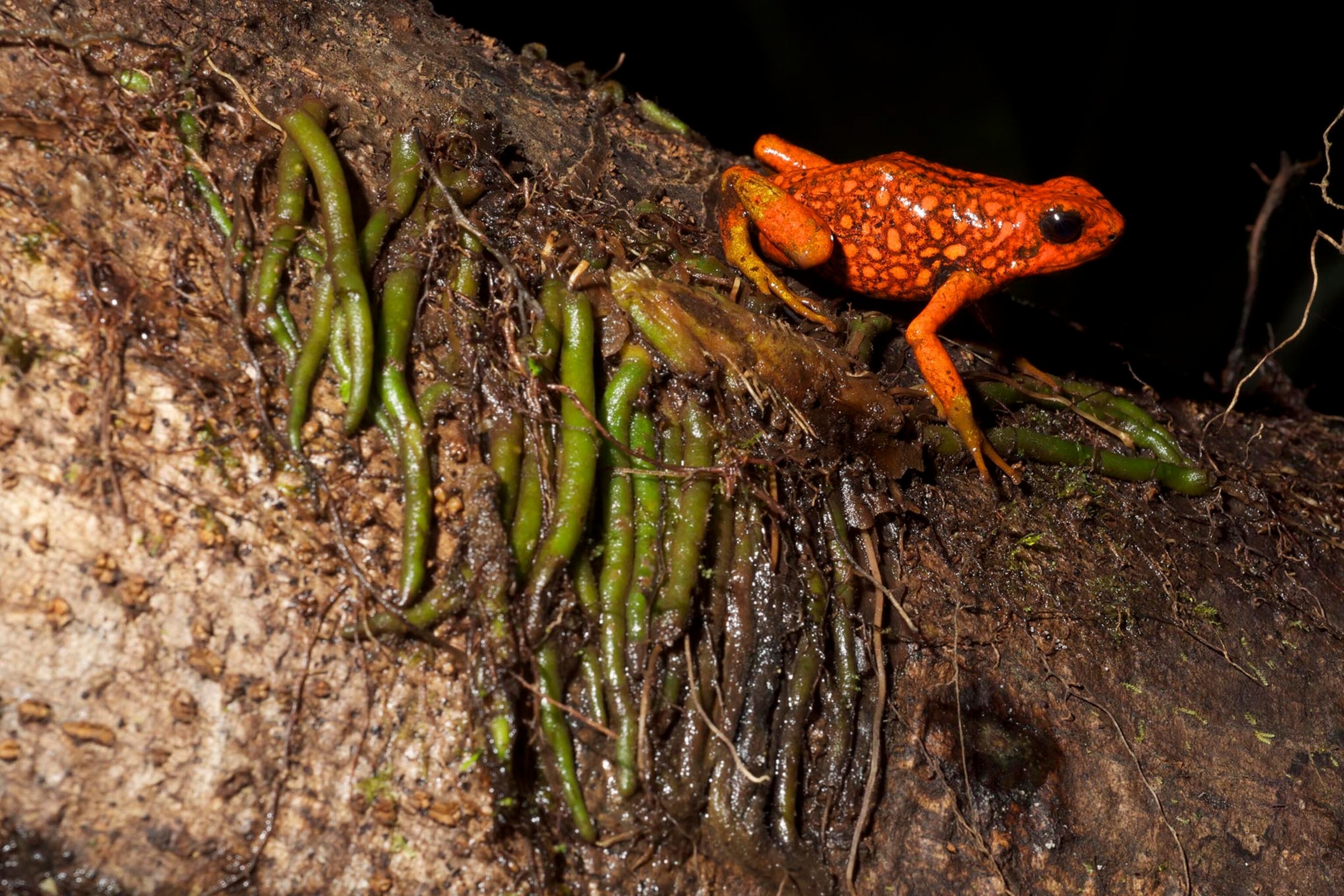 Devil Frog Vomits Up a New Ant Species