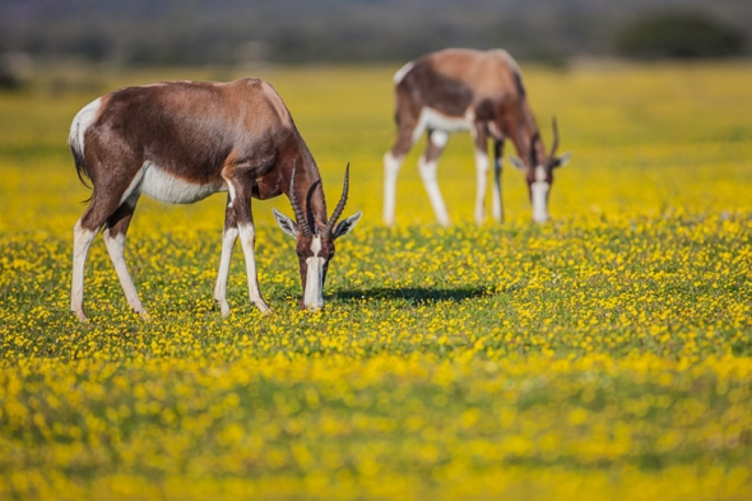 South Africa Flower Safari