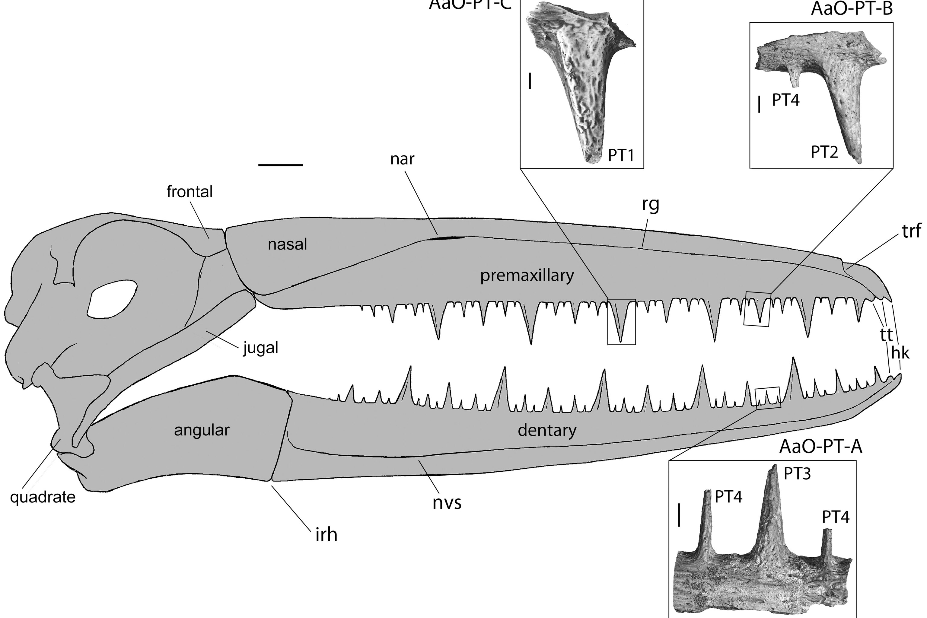 Truth of the Pelagornis Pseudotooth