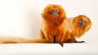 Golden Lion Tamarin | National Geographic