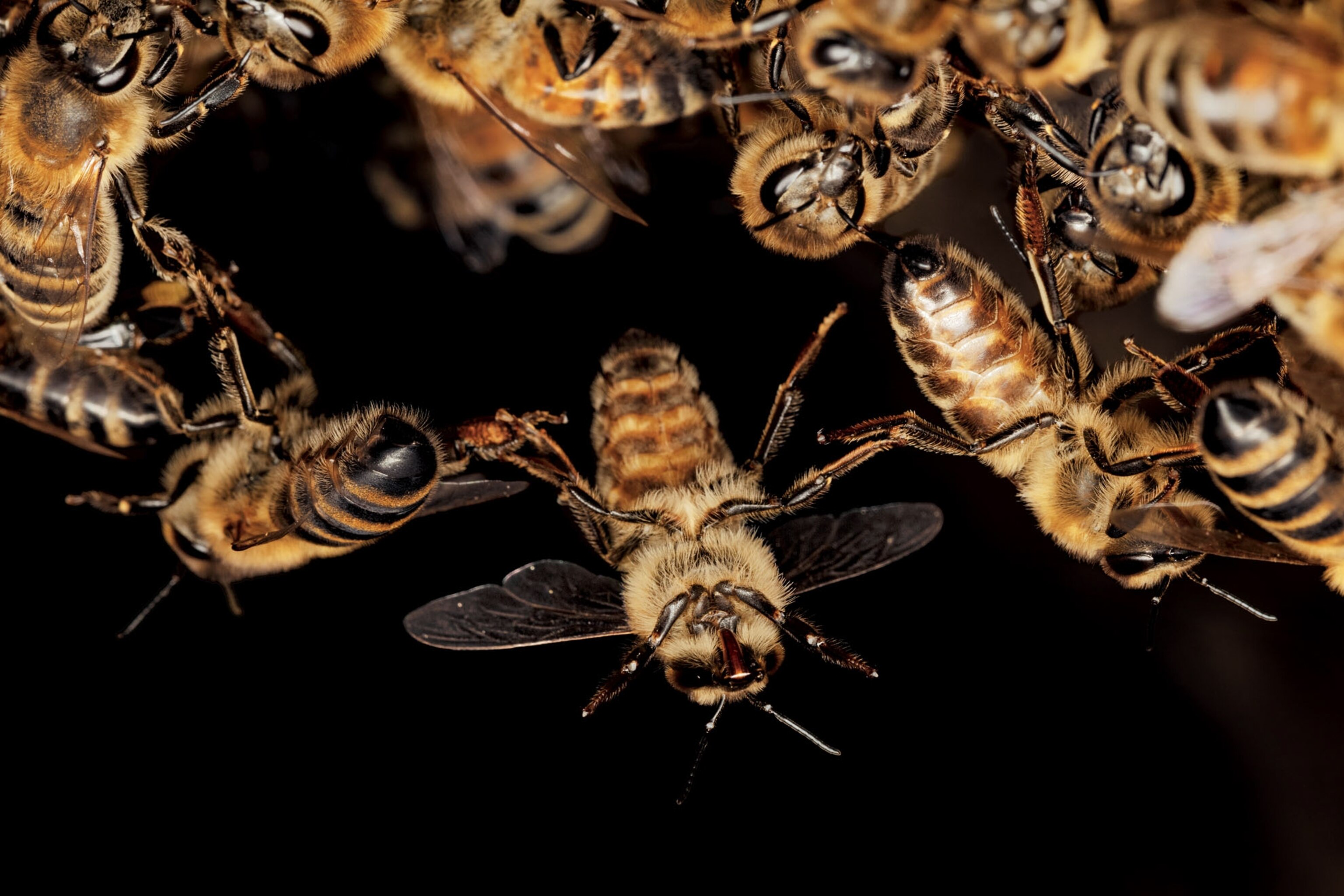 Photos reveal intimate lives of wild honeybees inside a tree