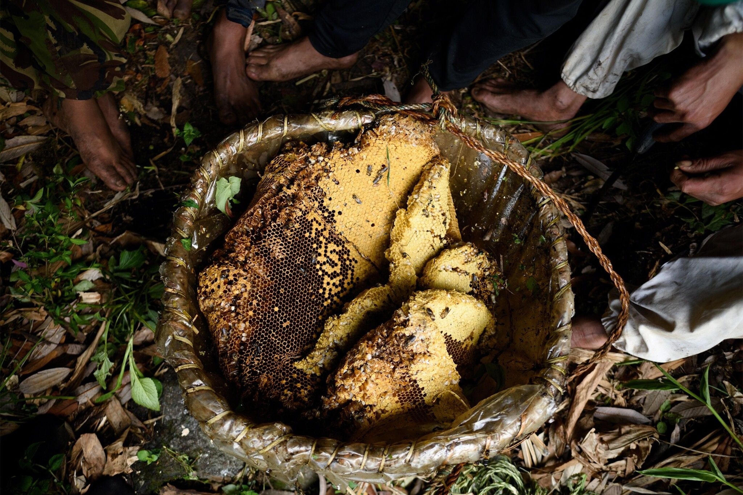 Photo story: the Nepalese honey hunters facing some of the largest bees ...