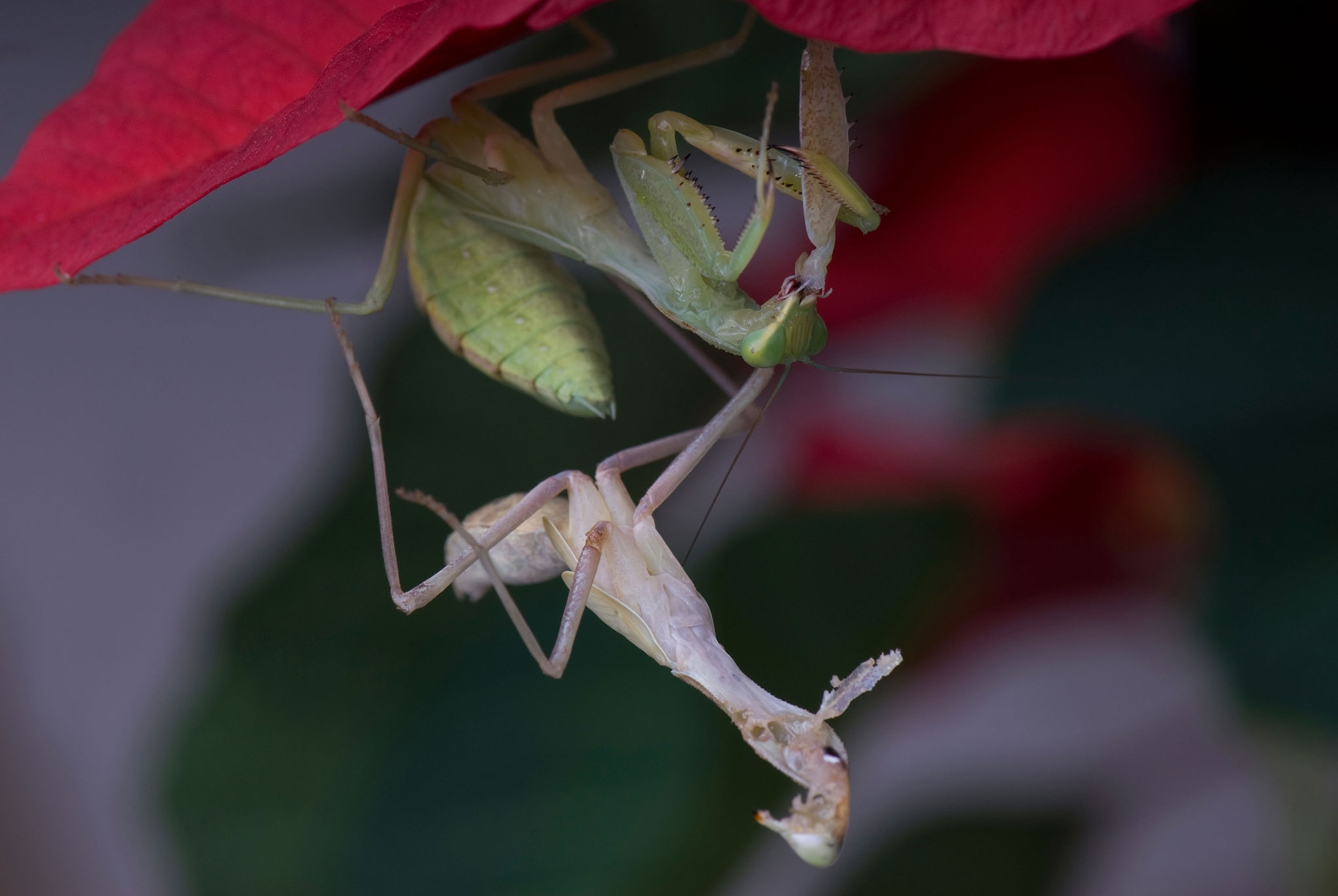 Cannibalism—the Ultimate Taboo—Is Surprisingly Common | National Geographic