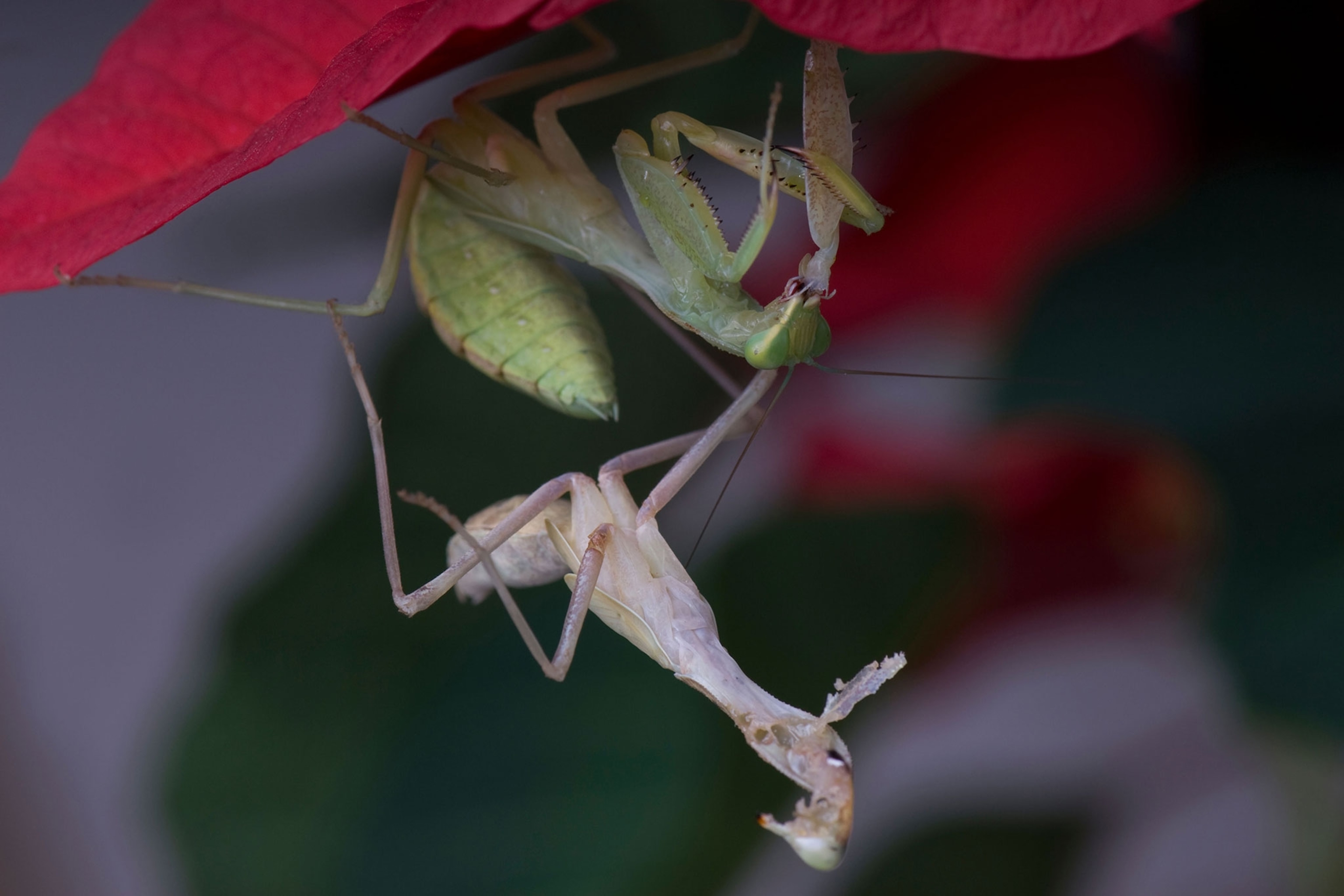 Cannibalism—the Ultimate Taboo—Is Surprisingly Common