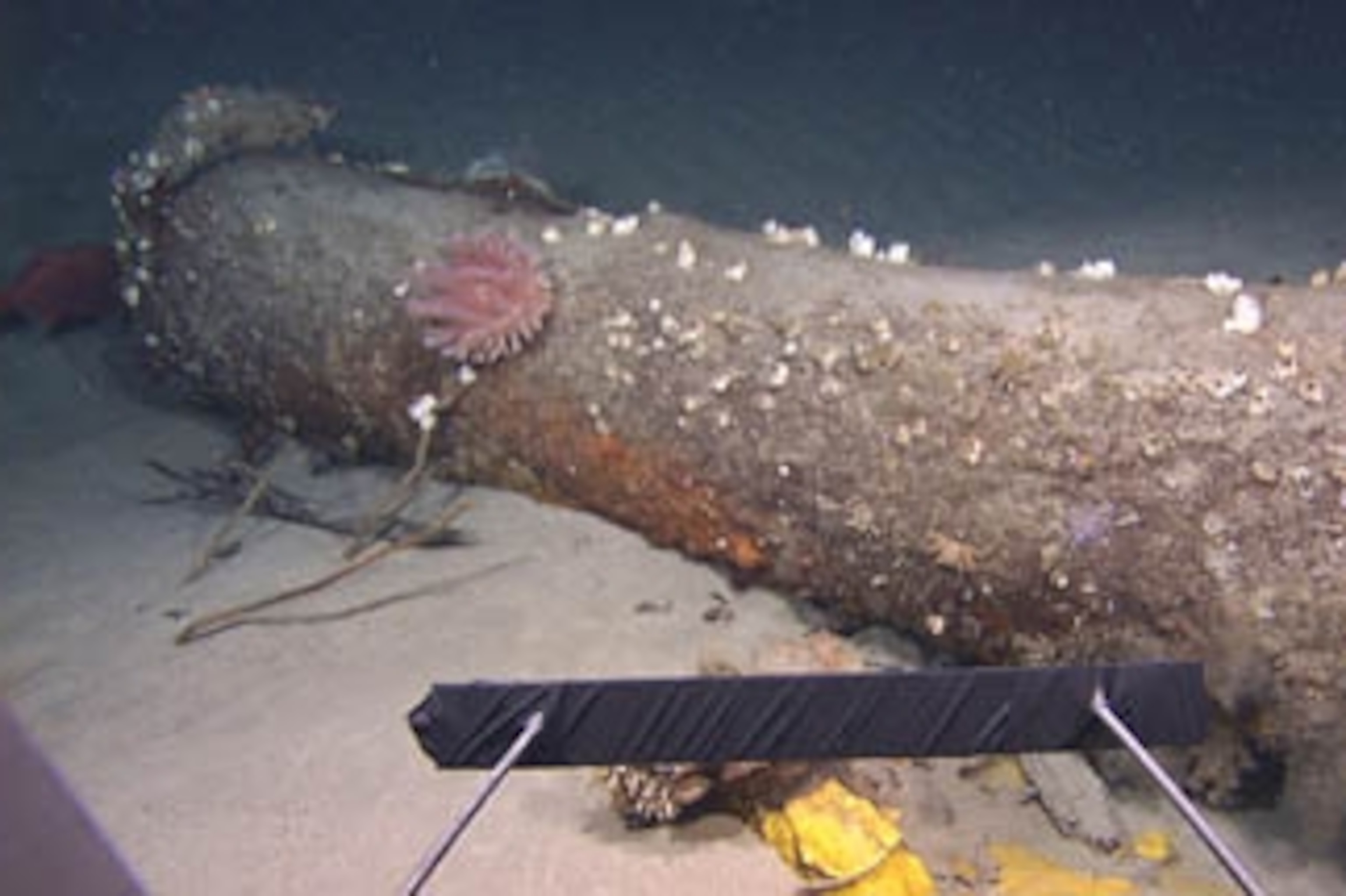 JFK's PT-109 Found, U.S. Navy Confirms