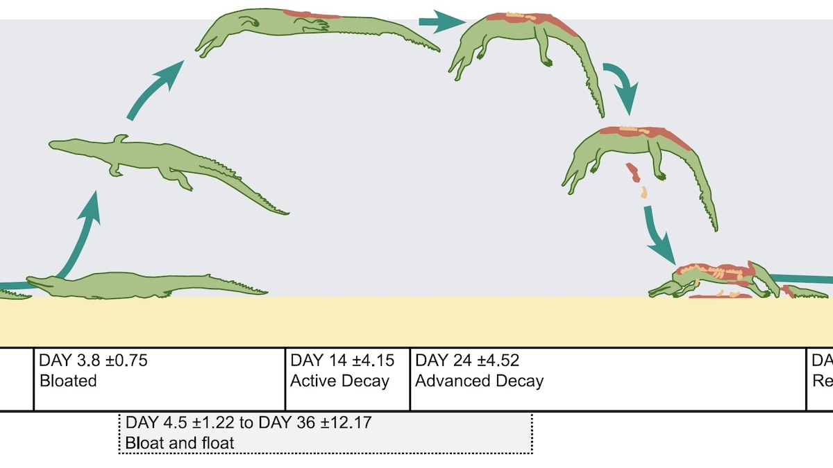 Deconstructing a Crocodile | National Geographic