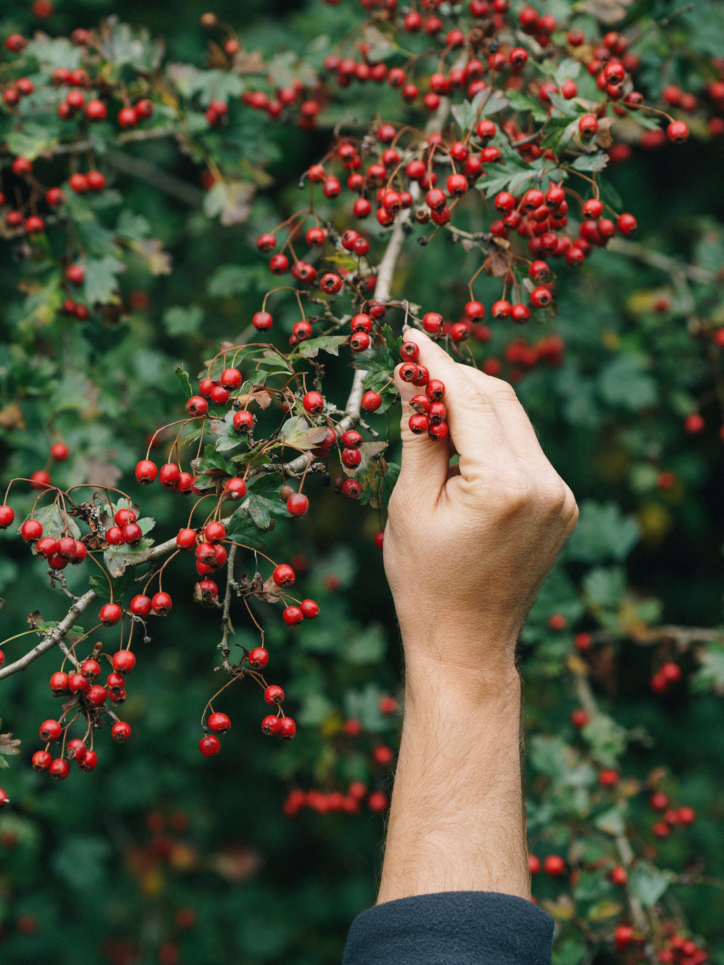 How urban foraging became the new way to explore a city