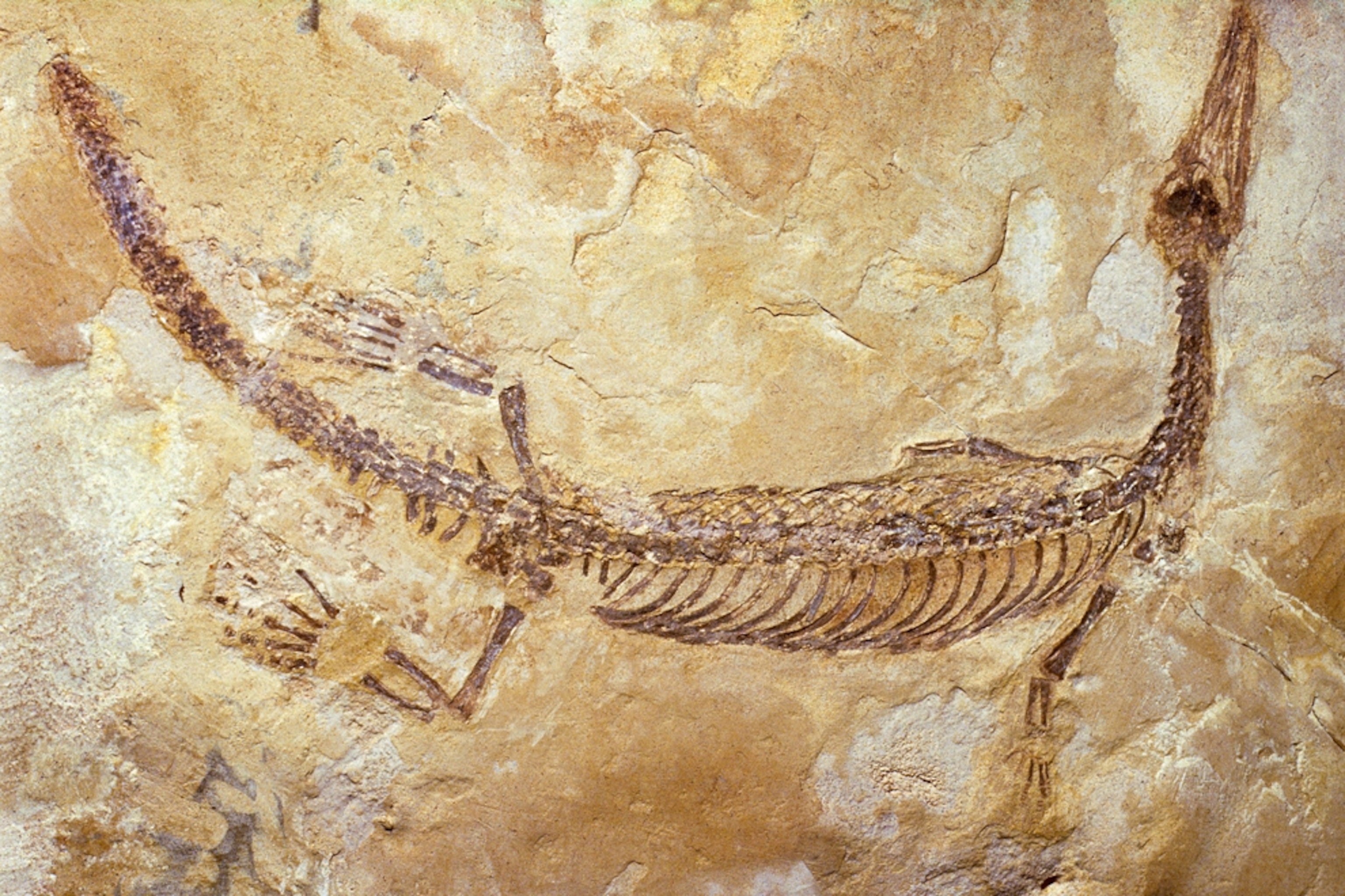 Photos: Oldest Reptile Embryos Discovered