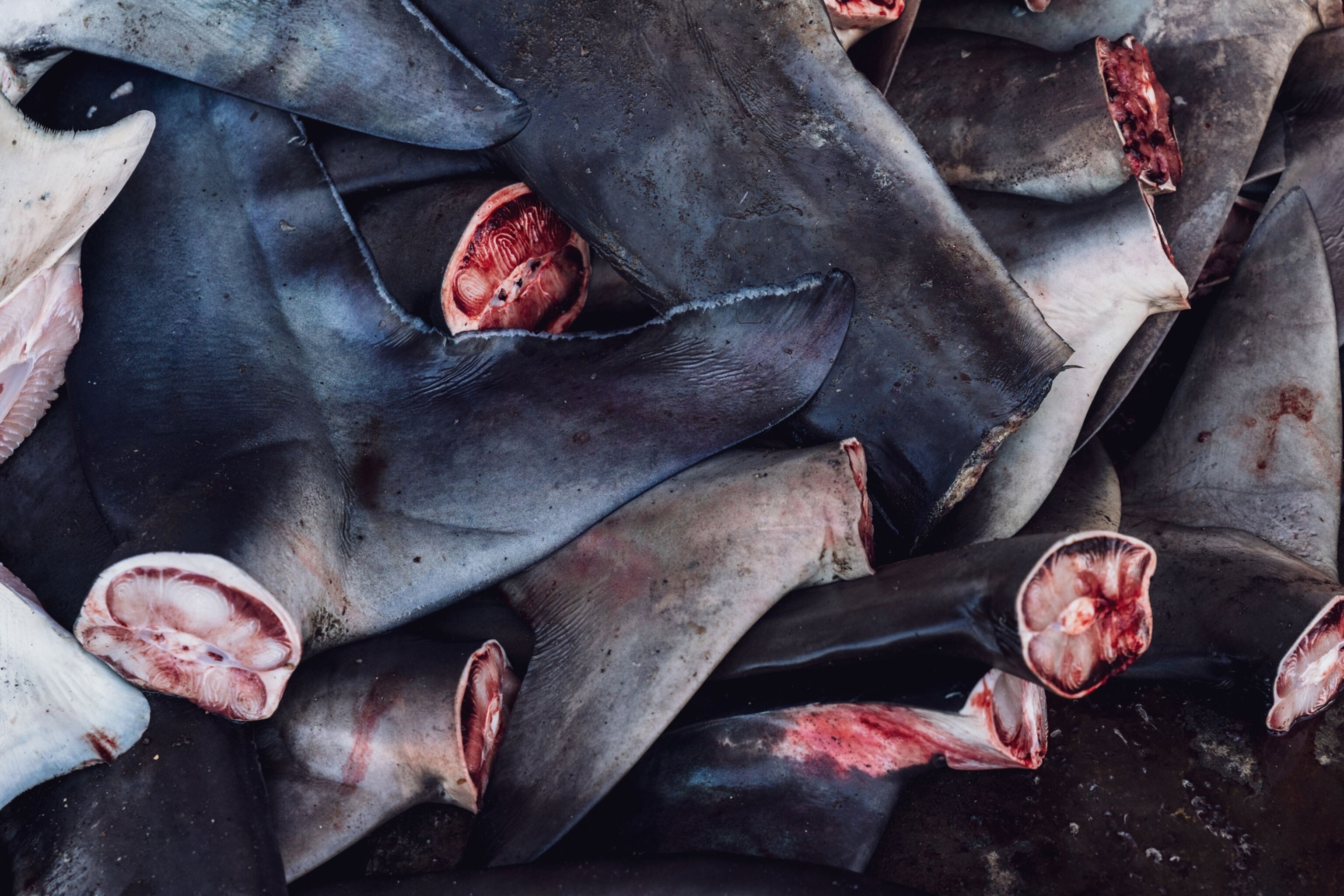 Why cracking down on the shark fin trade may be easier than we thought