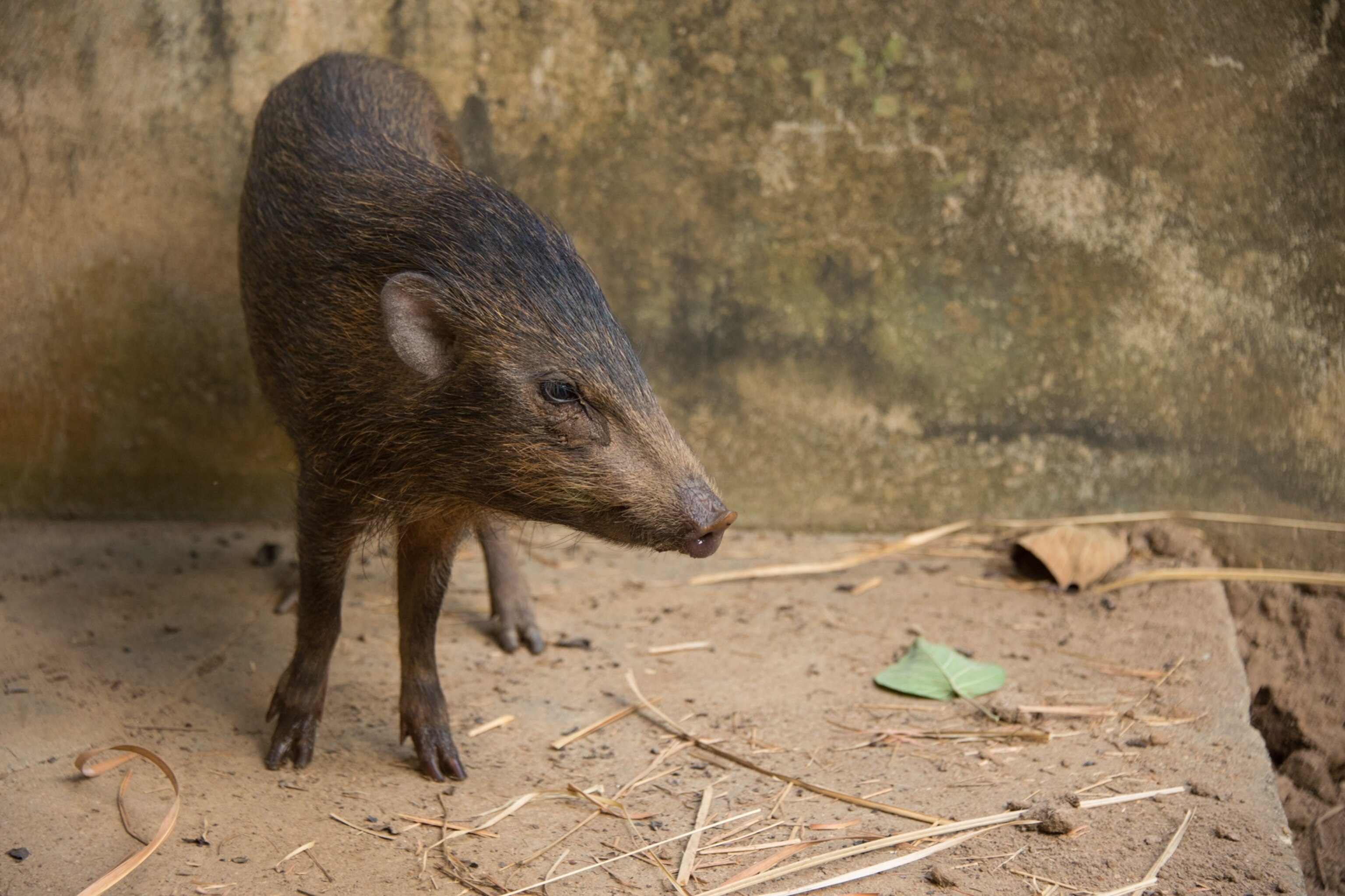 World's tiniest pig, once thought extinct, returning to the wild