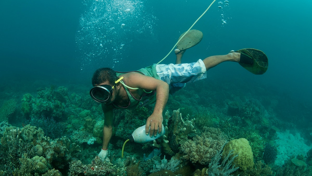 The Horrific Way Fish Are Caught for Your Aquarium—With Cyanide ...