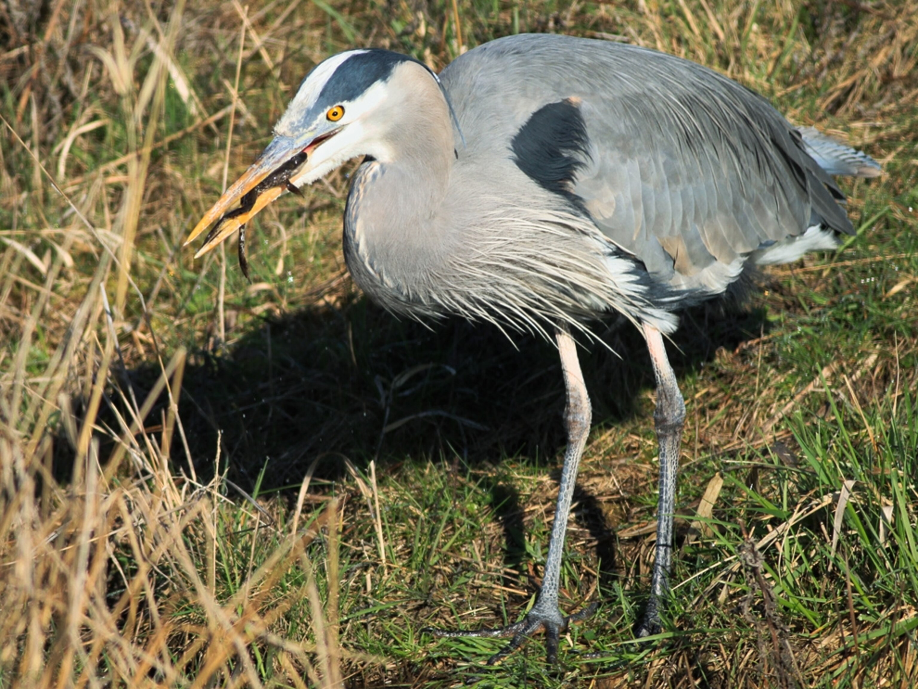 Pictures: U.S. Frogs Deformed by Parasite Infections