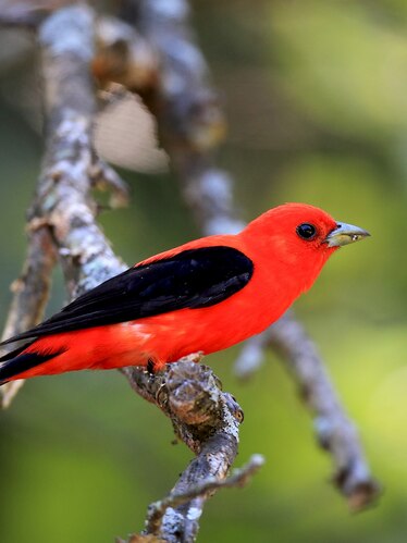 Scarlet Tanager | National Geographic