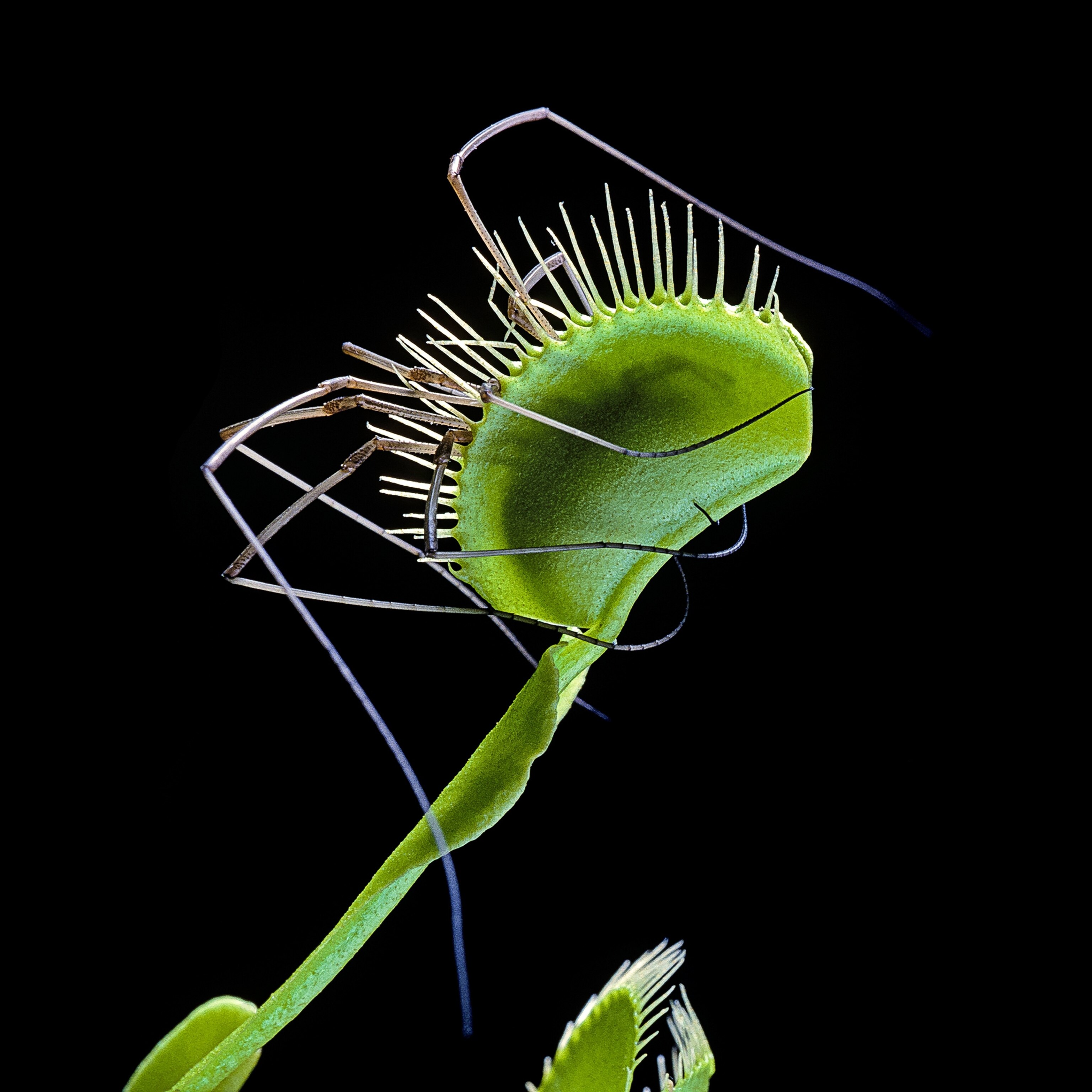 The magnetic chomp of a Venus flytrap—and more dispatches from science’s front lines