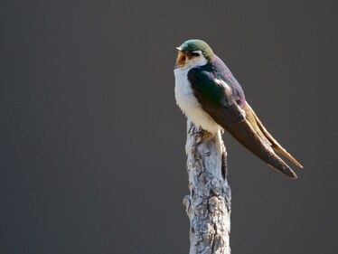 Violet-Green Swallow | National Geographic