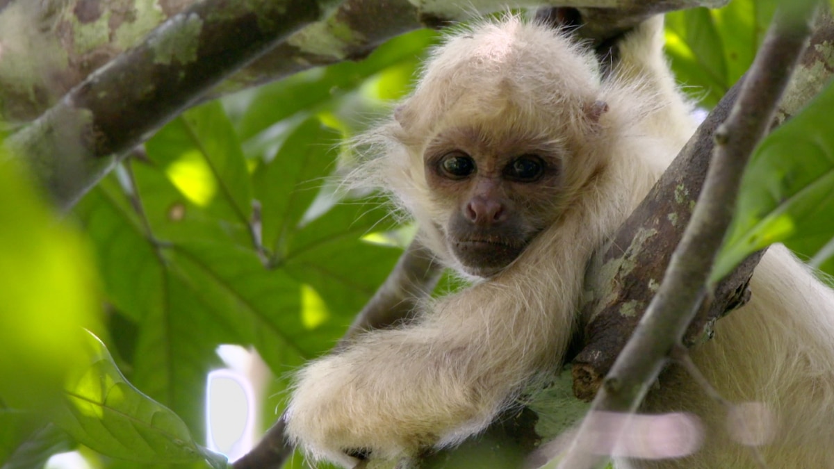 Watch Incredibly Rare White Monkeys Ghost Through a Forest | National ...