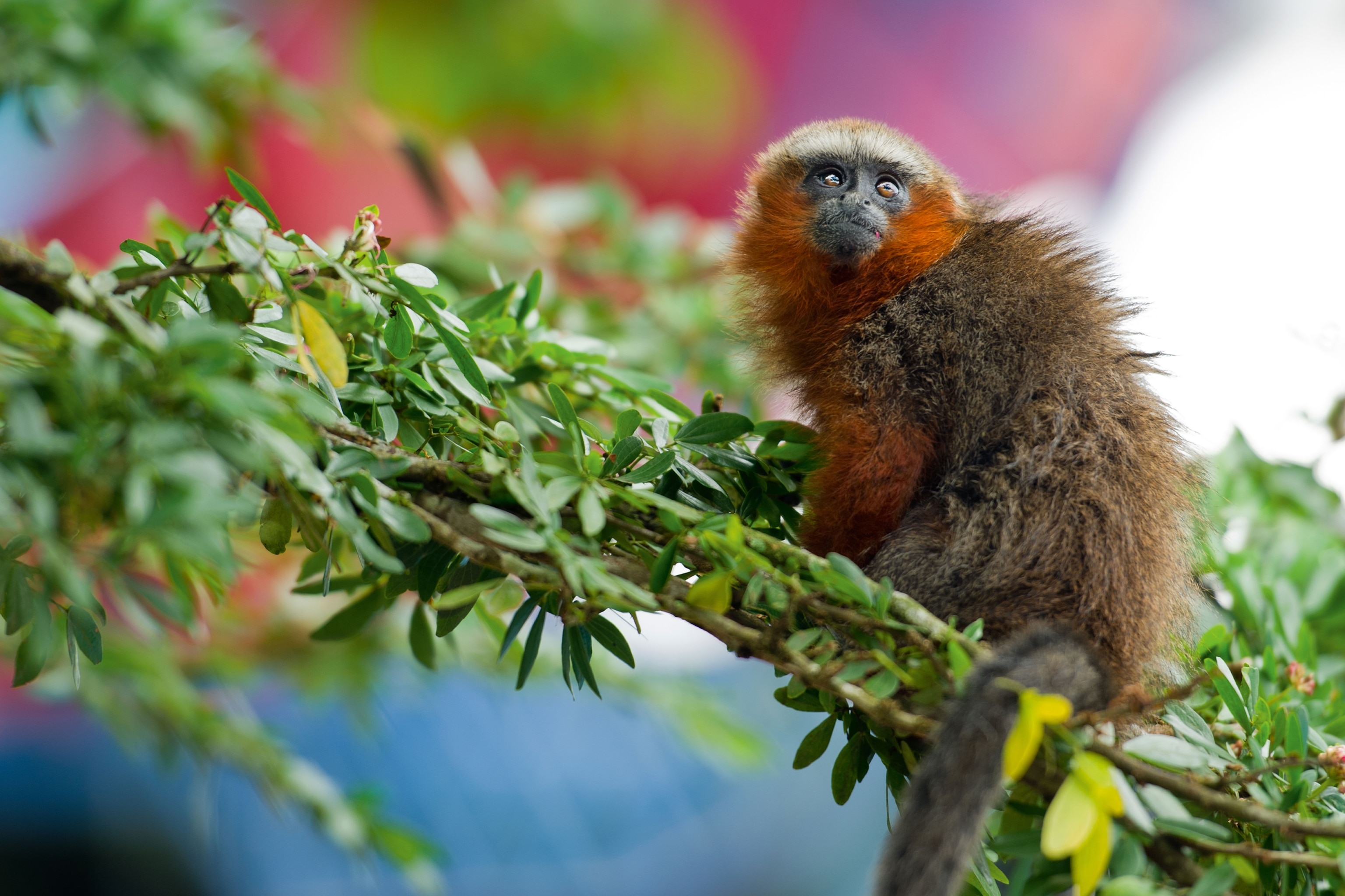 Seven of the best adventures in Ecuador's Amazon rainforest