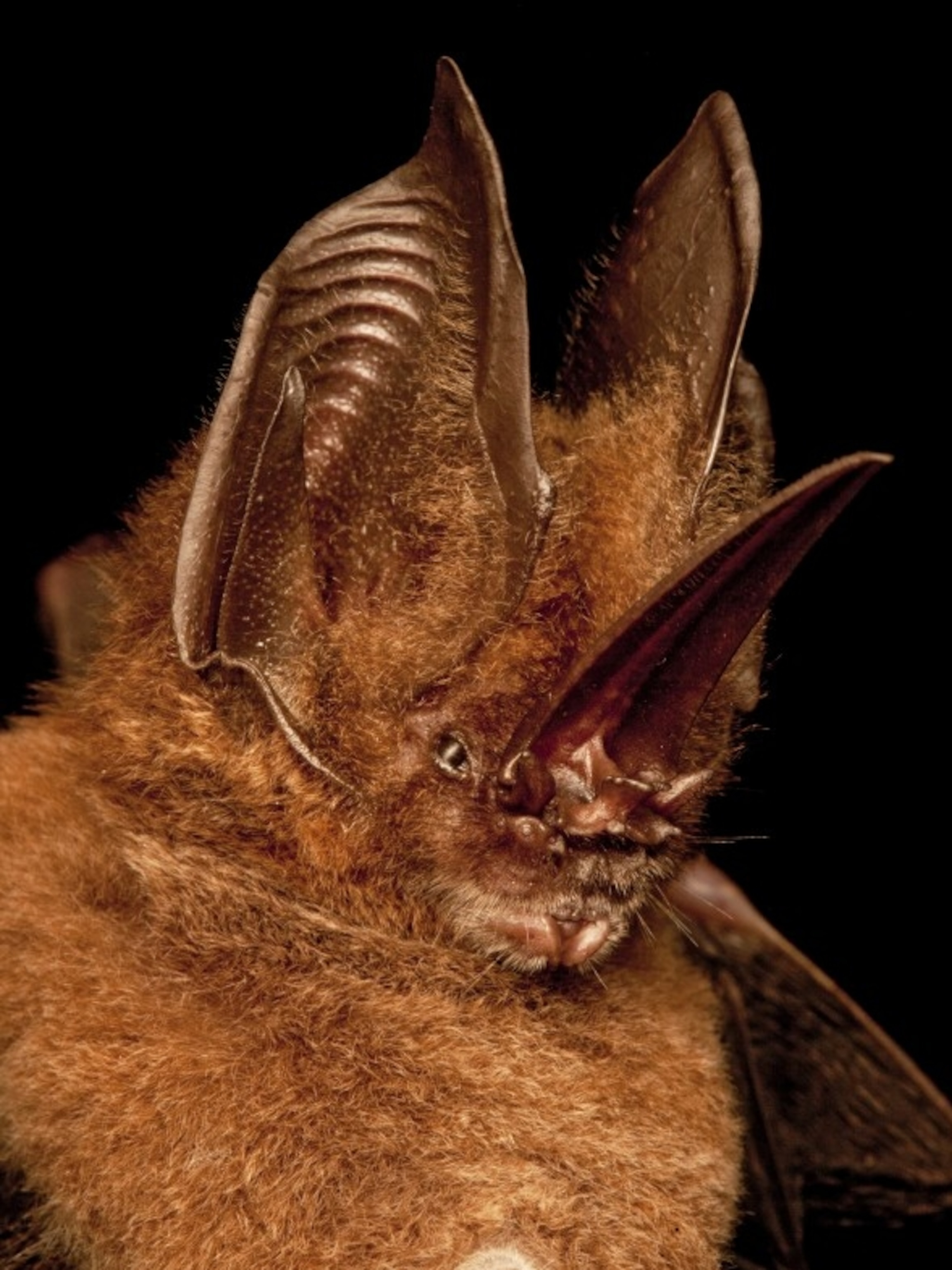 5 Animals With Weird Noses