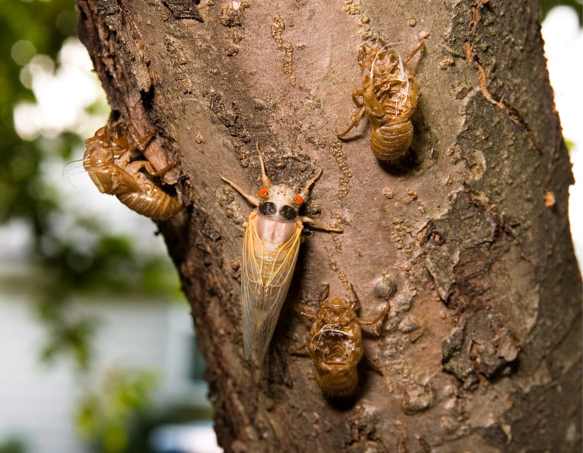 Cicada DNA Helps Explain Strange Breeding Cycle cicada-dna-helps-explain-strange-breeding-cycle