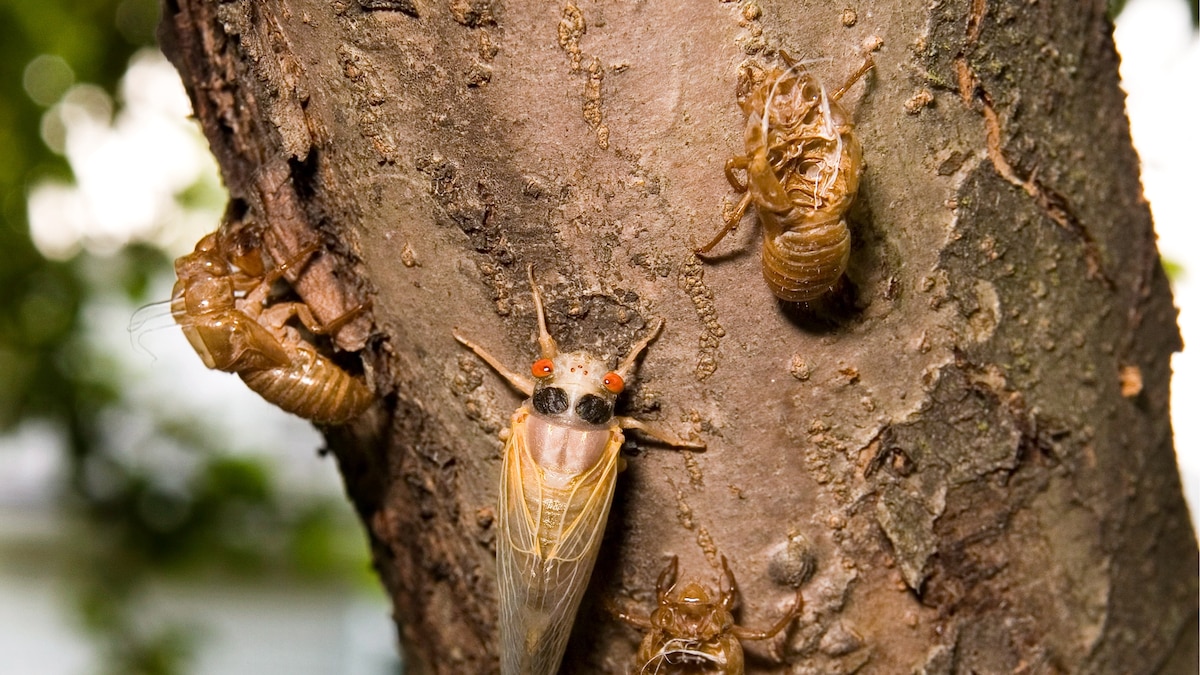 Cicada DNA Helps Explain Strange Breeding Cycle | National Geographic