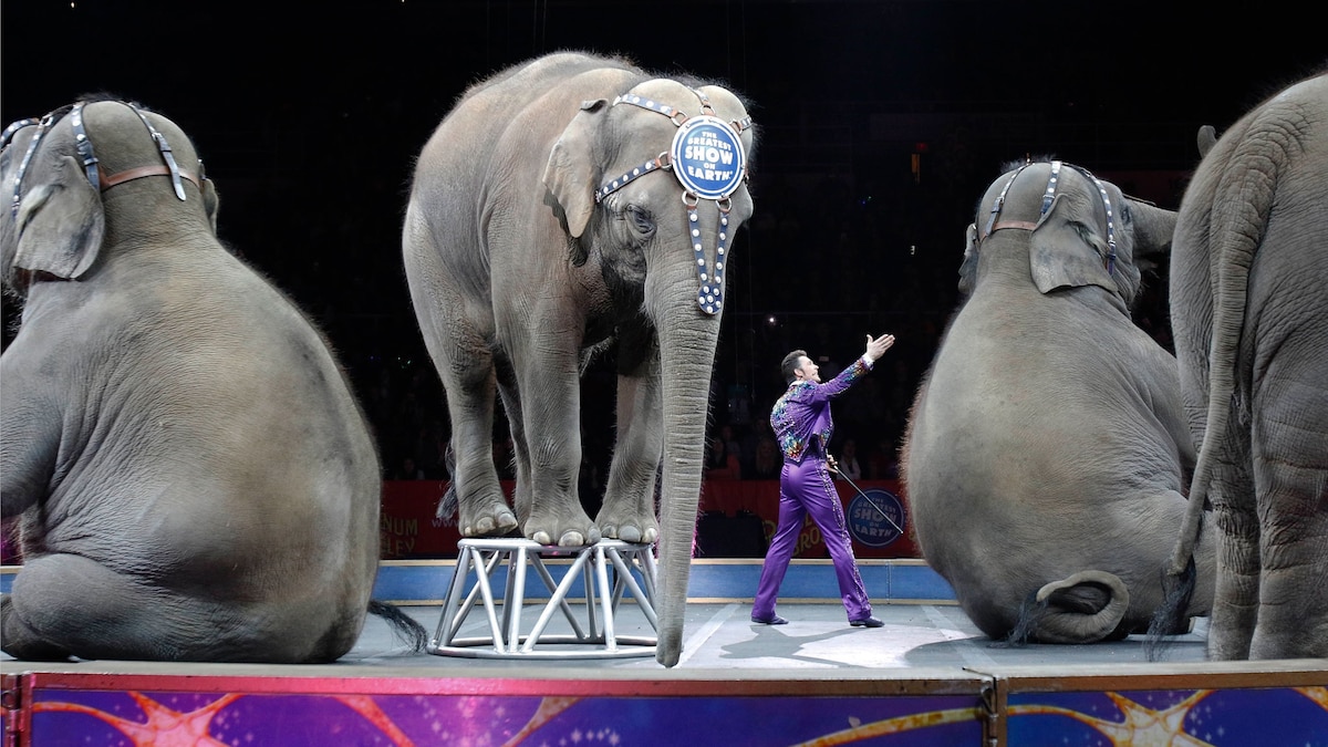 Freed from the circus, where will these elephants live? | National ...