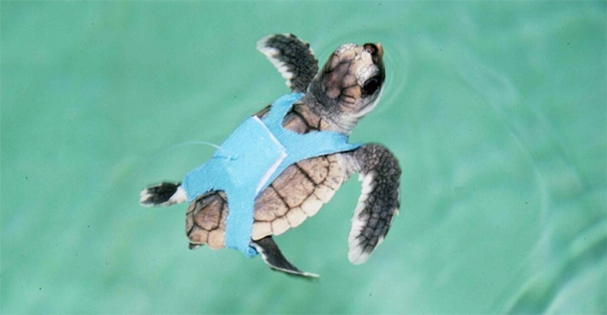 Turtles use the Earth’s magnetic field as a global GPS