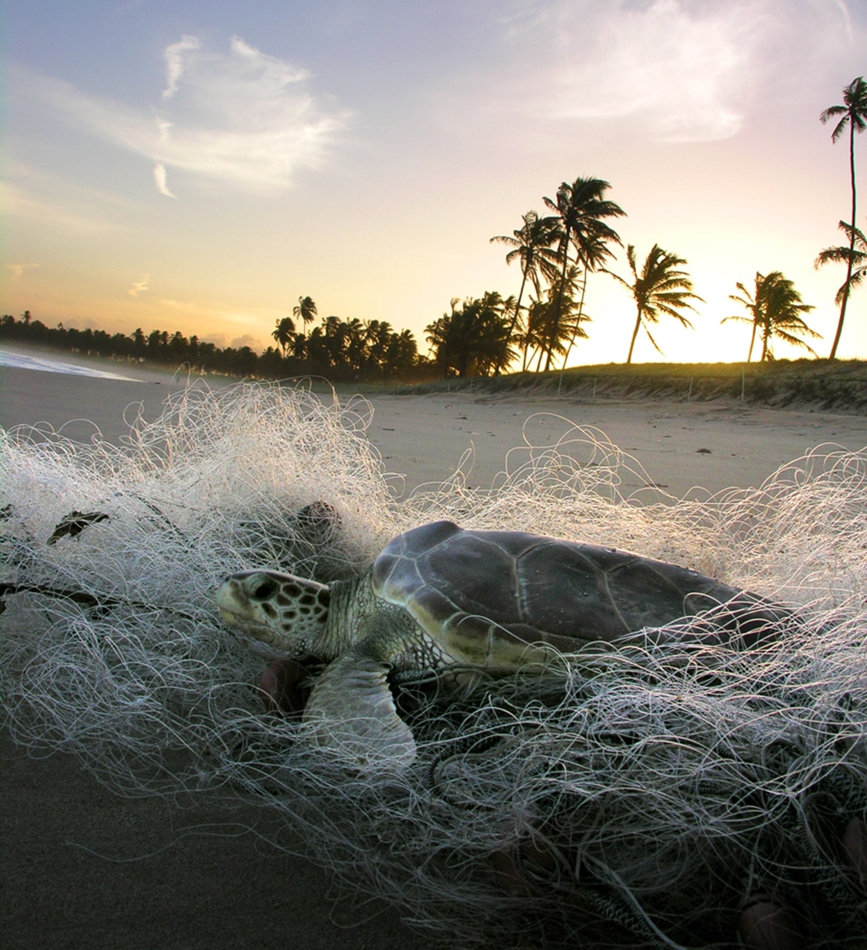 Pictures: Millions of Sea Turtles Killed Accidentally? | National ...