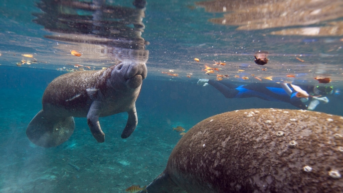 Florida by Water: Meet Wild Manatees -- National Geographic