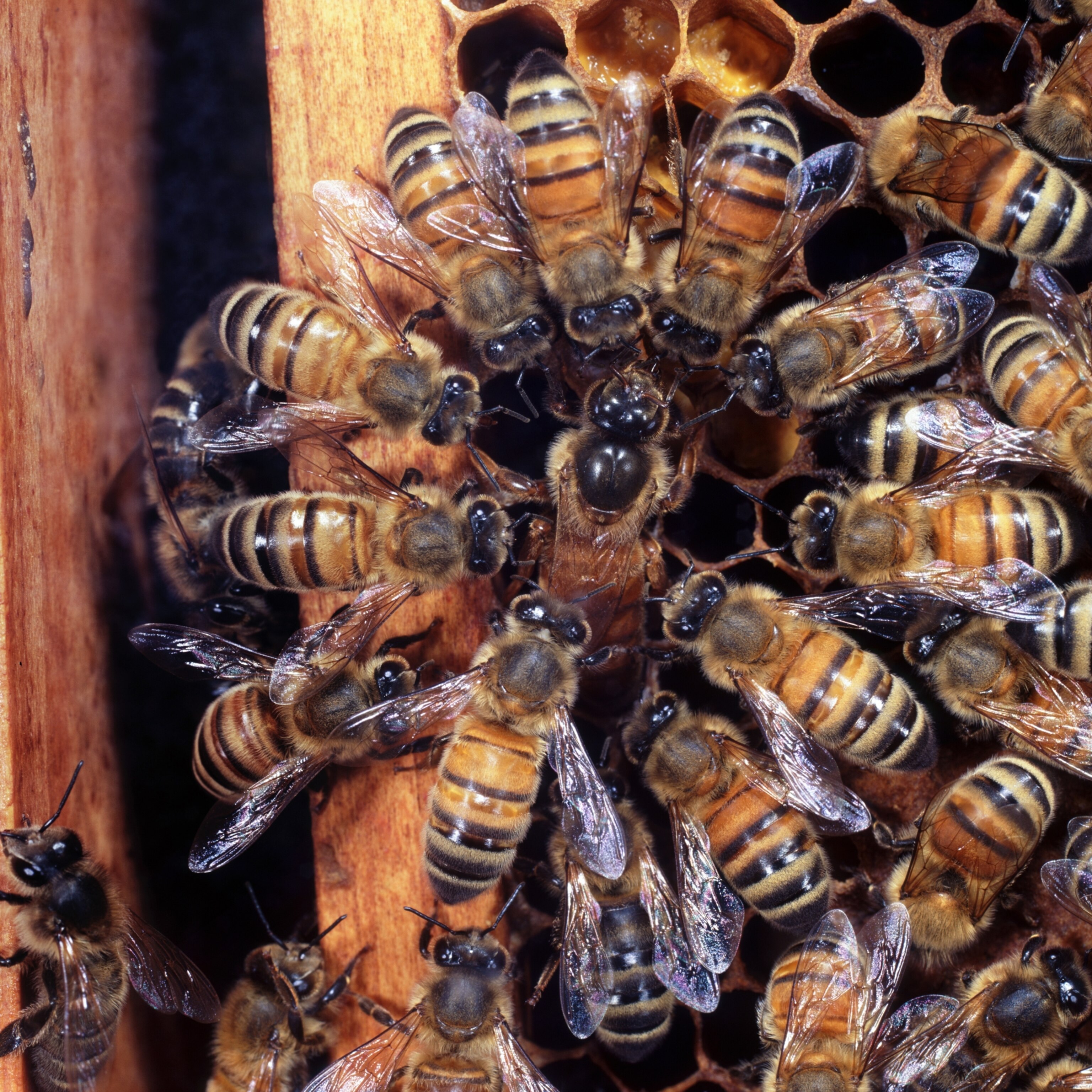 How animals choose their leaders, from brute force to democracy